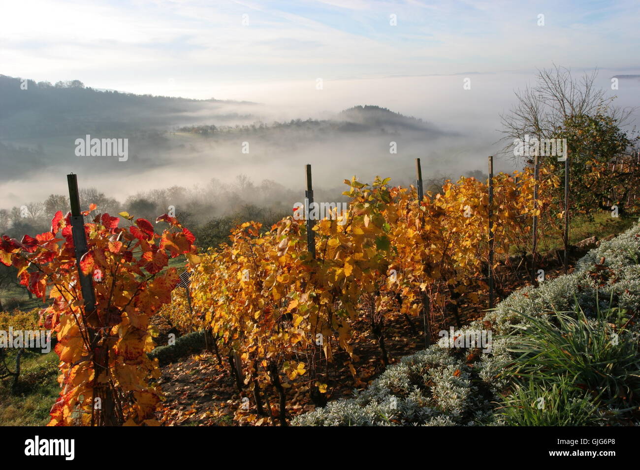 fog wine alcohol Stock Photo - Alamy