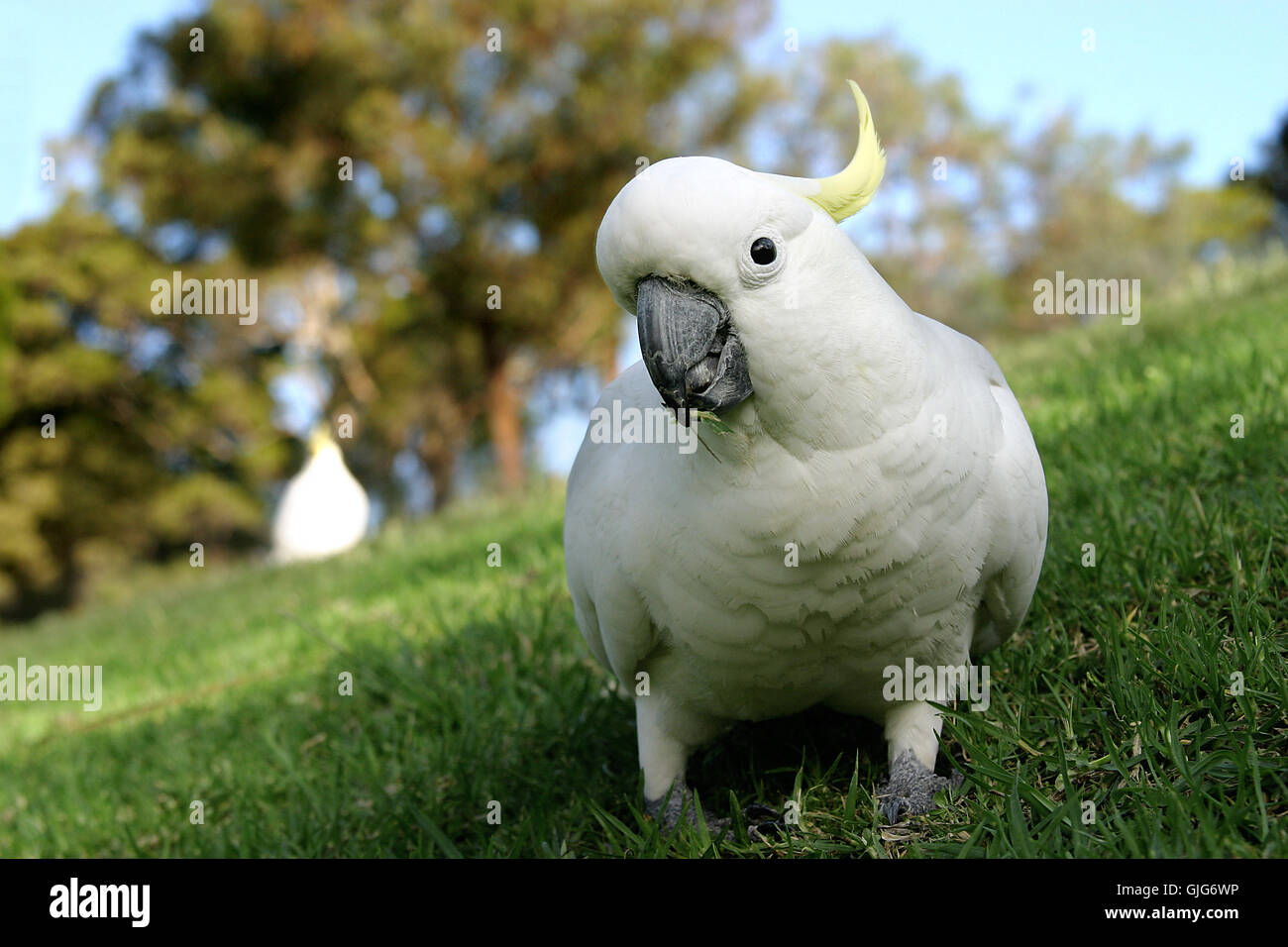 Rare cockatoo hi-res stock photography and images - Alamy