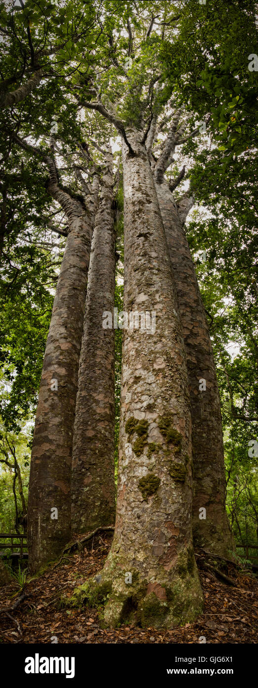Tane Mahuta, the lord of the forest: one of the largest Kauri trees in ...