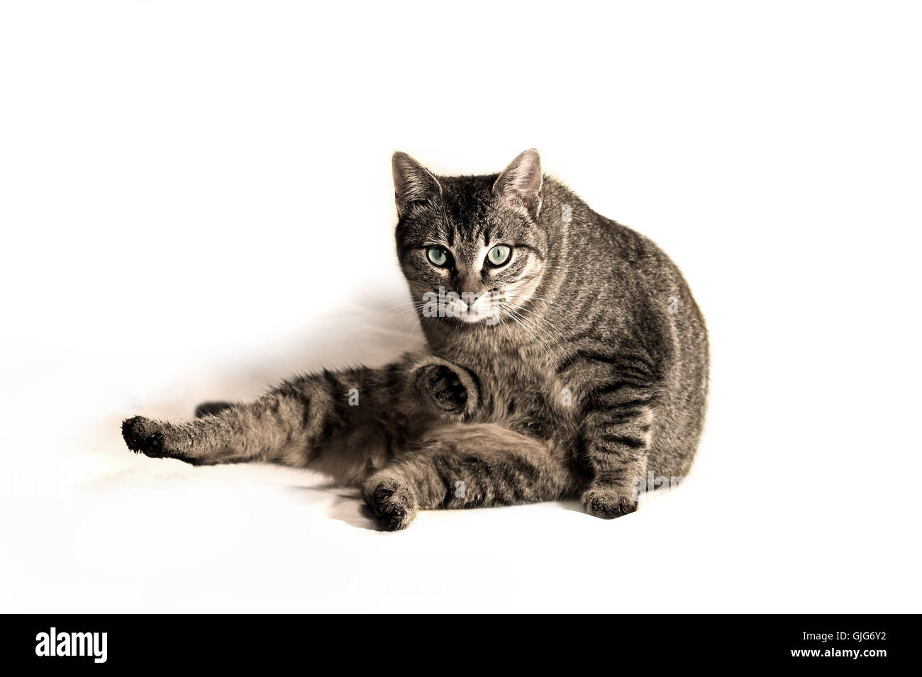 optional green furbish Stock Photo - Alamy