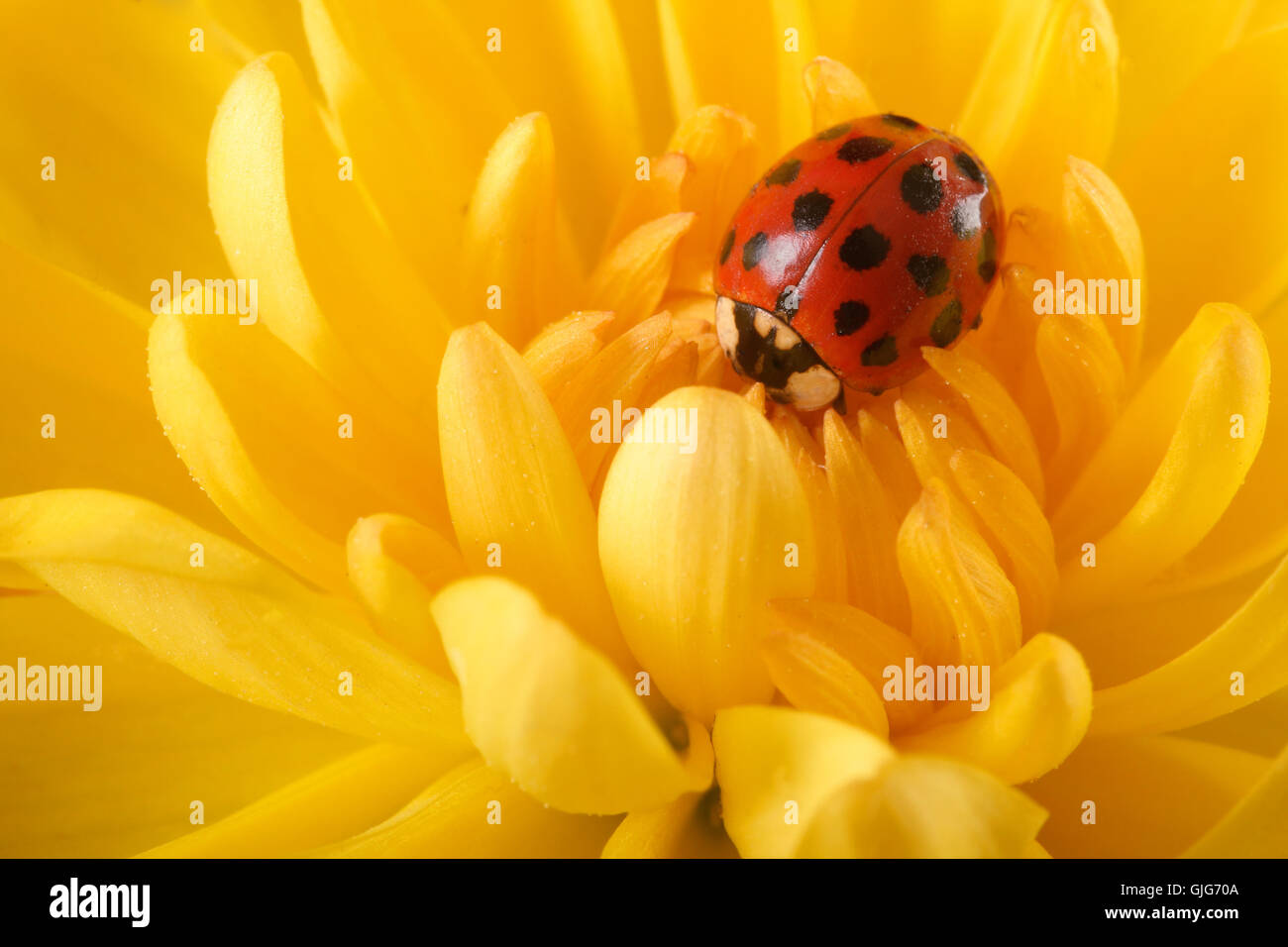 insect scrabble crawling Stock Photo - Alamy