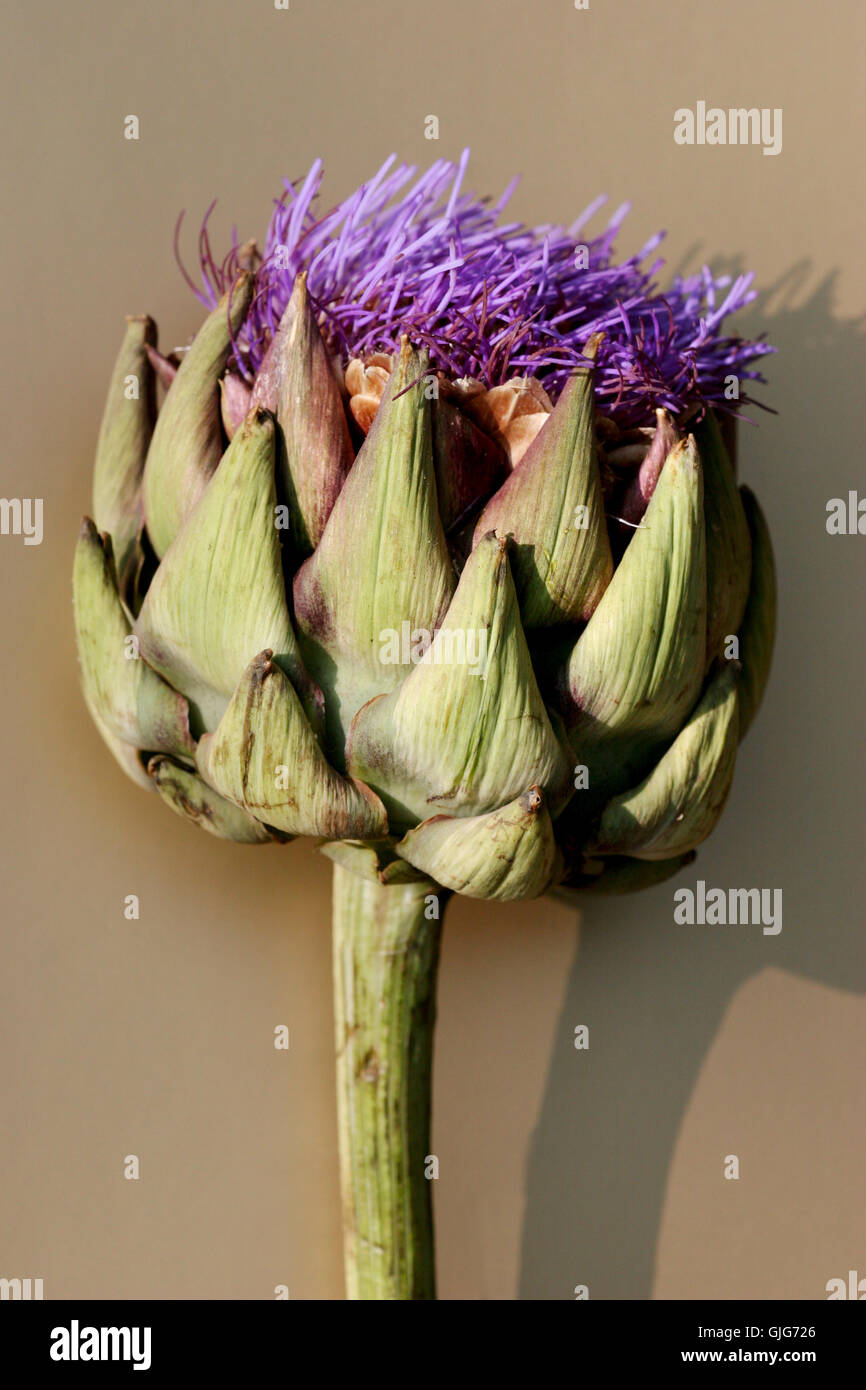 tea bloom blossom Stock Photo - Alamy