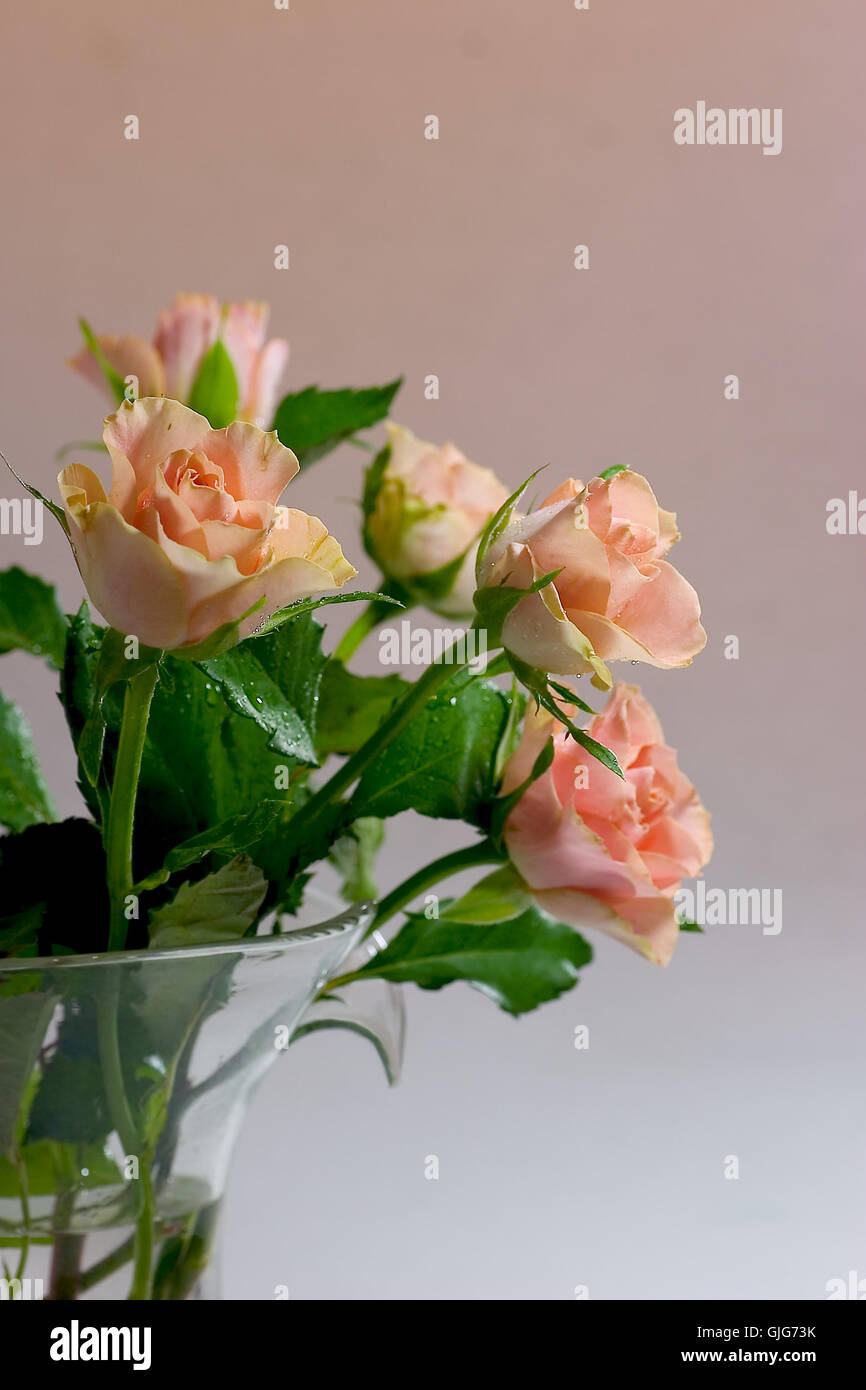 Rosenstrauss hi-res stock photography and images - Alamy