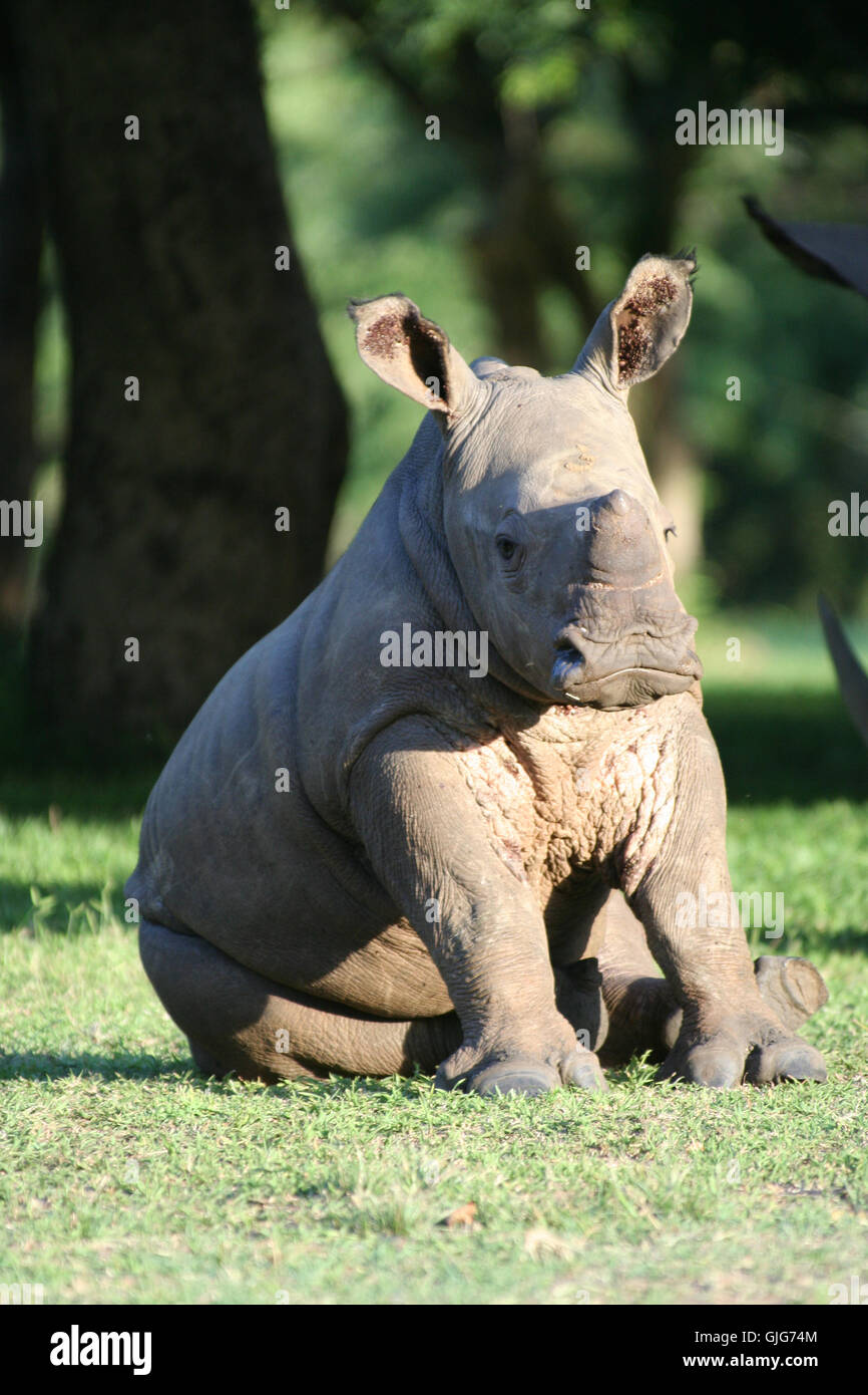 sitting baby rhino Stock Photo - Alamy