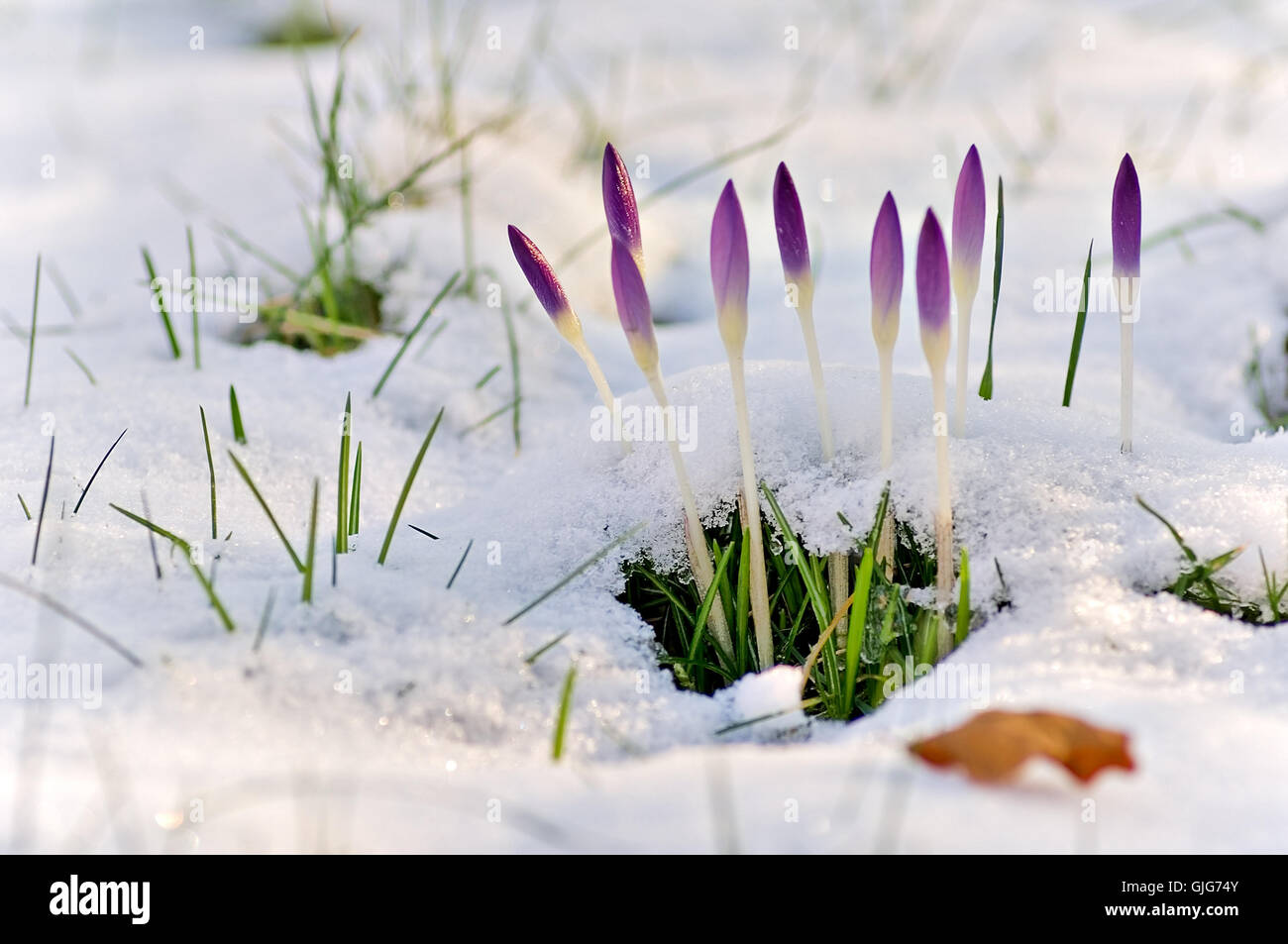 Early riser hi-res stock photography and images - Alamy