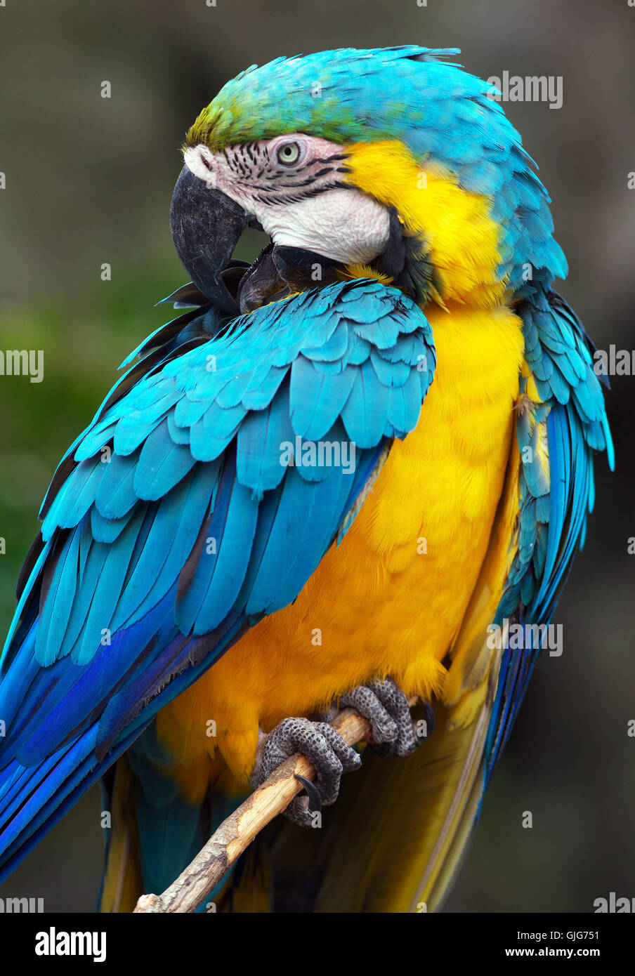 Wise parrot hi-res stock photography and images - Alamy