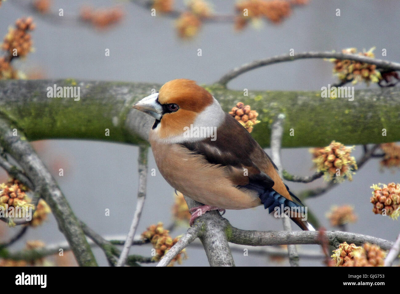 Hawfinch singing hi-res stock photography and images - Alamy