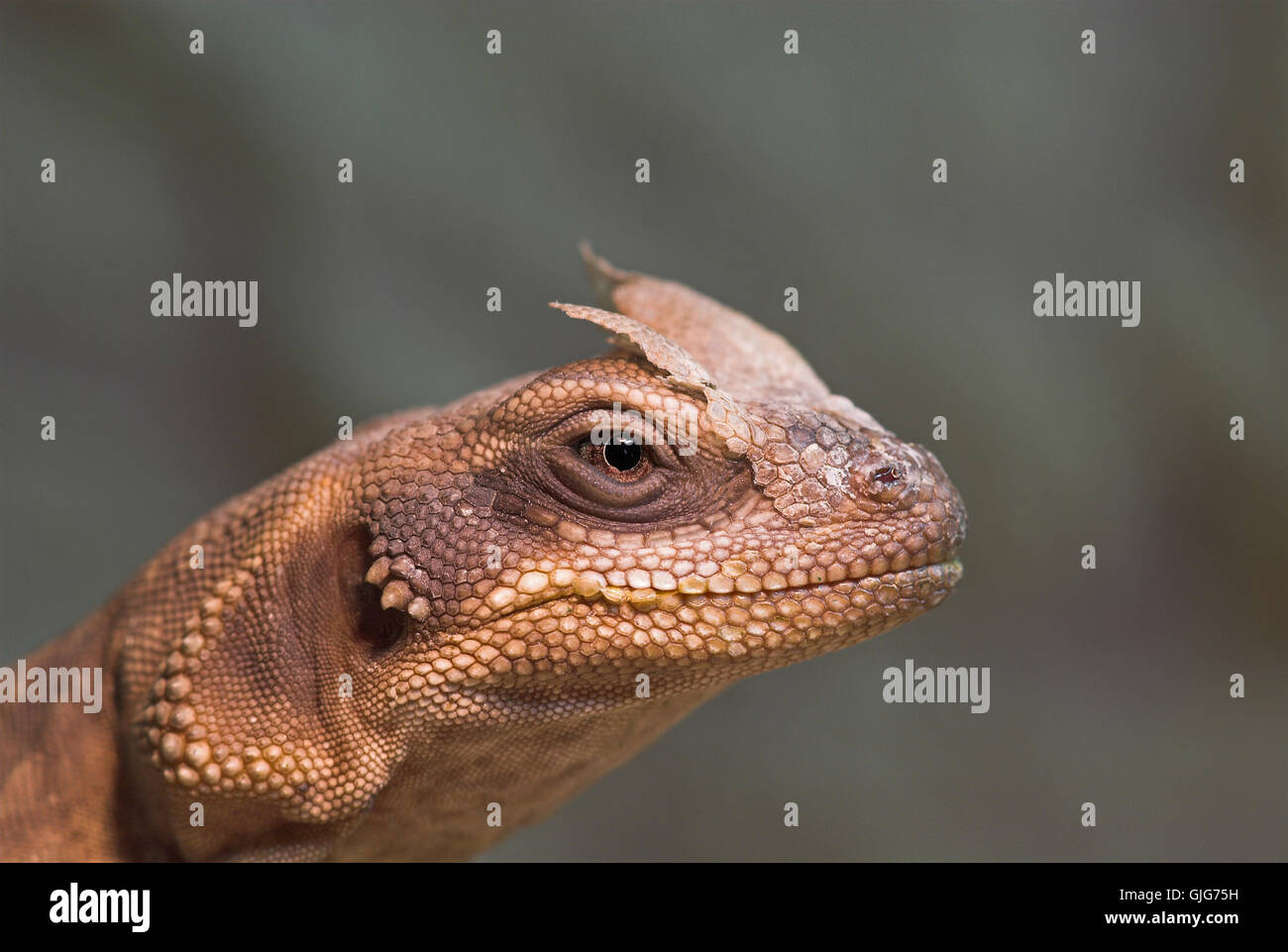 Chuckwalla sauromalus obesus hi-res stock photography and images - Alamy