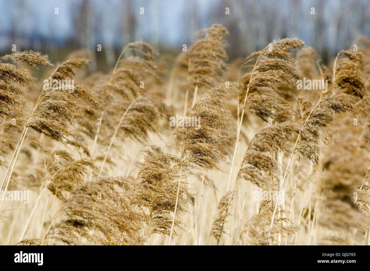 blue reed firmament Stock Photo - Alamy