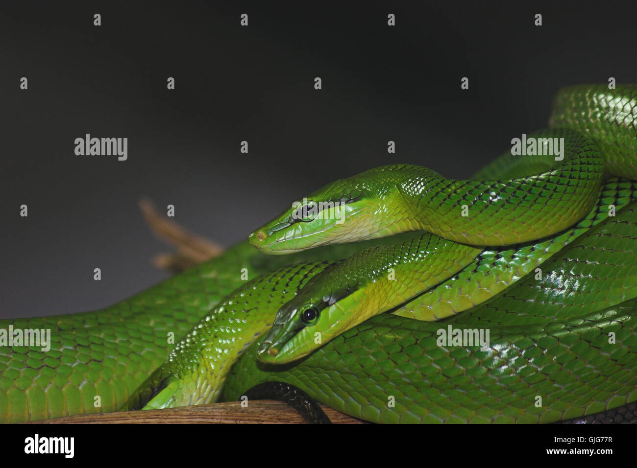 Green mamba snake hi-res stock photography and images - Alamy