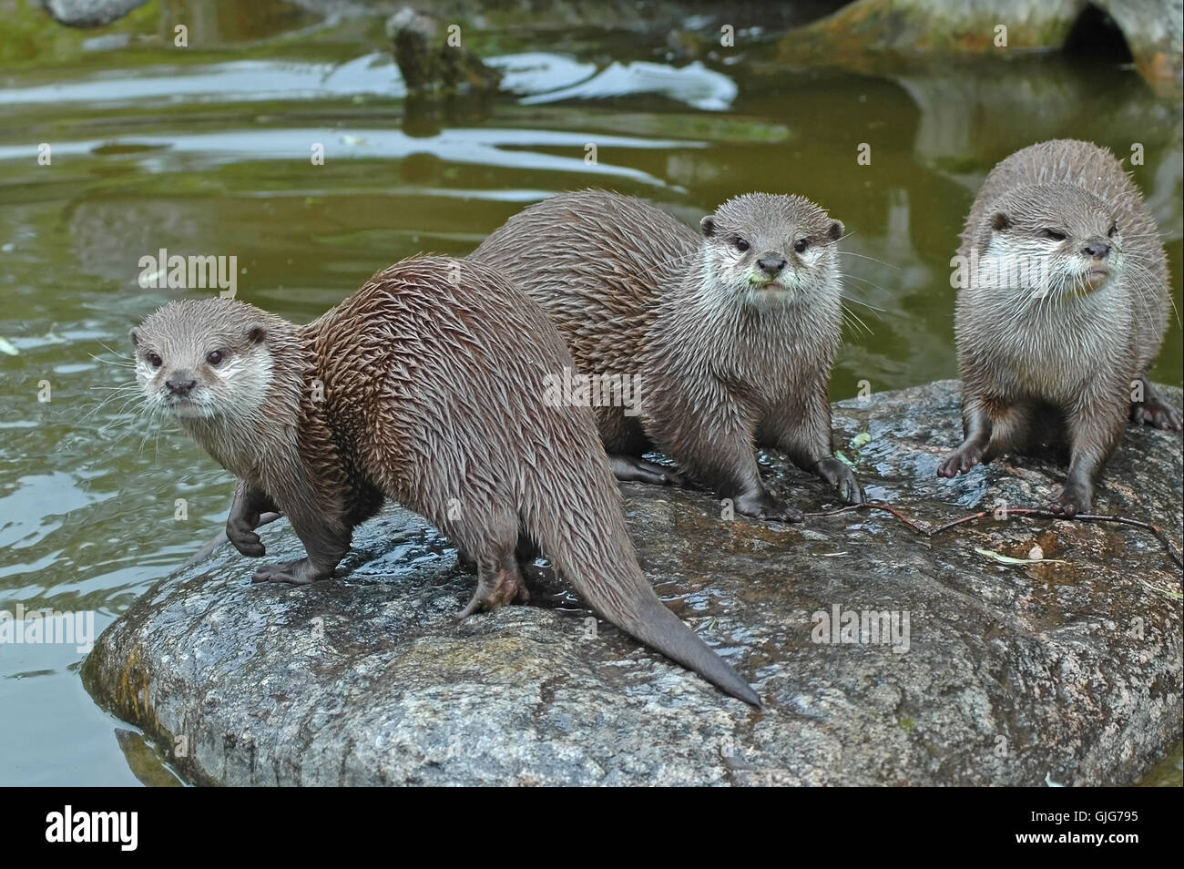 animal mammal rodent Stock Photo - Alamy