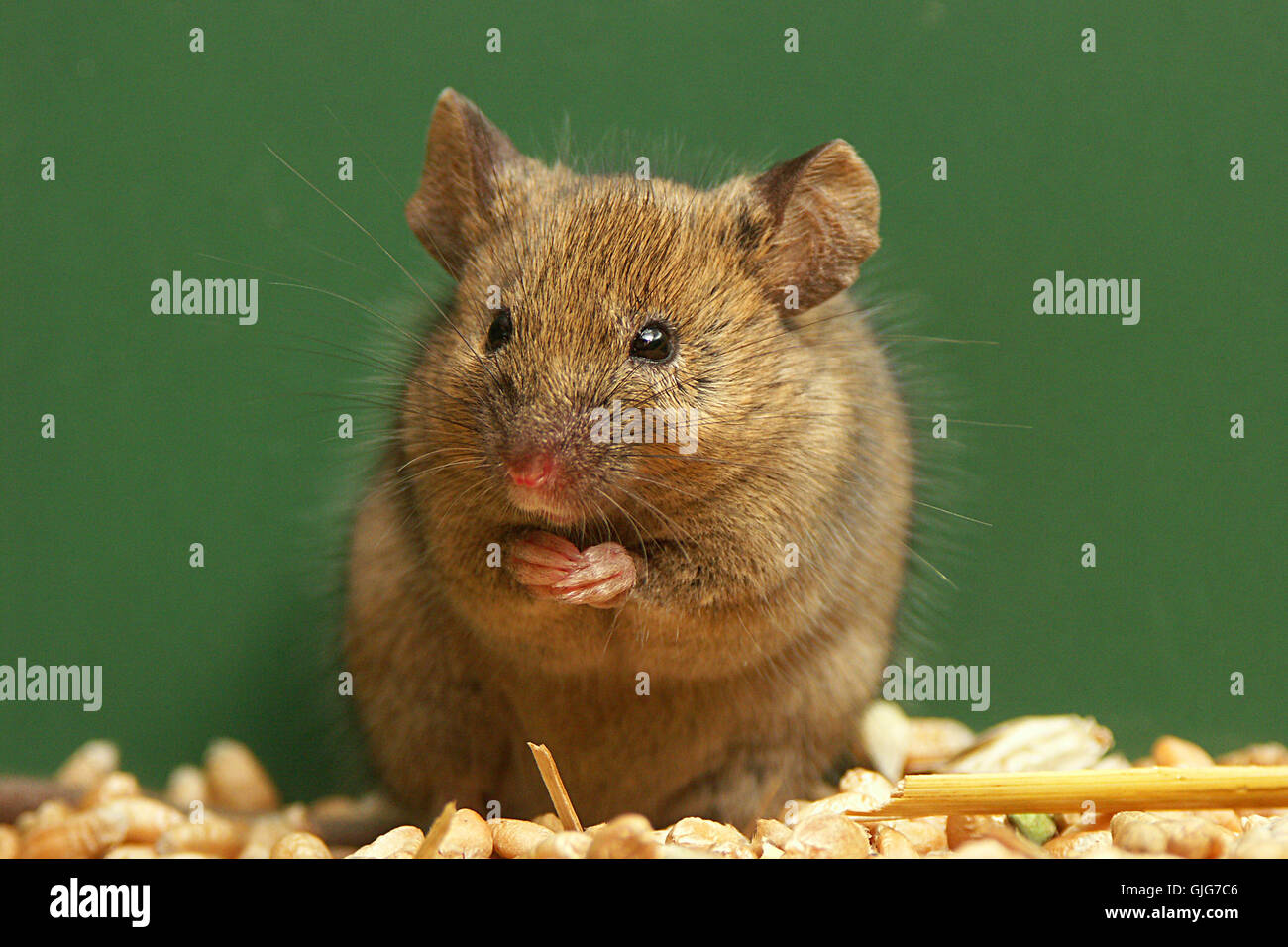 the house mouse Stock Photo - Alamy