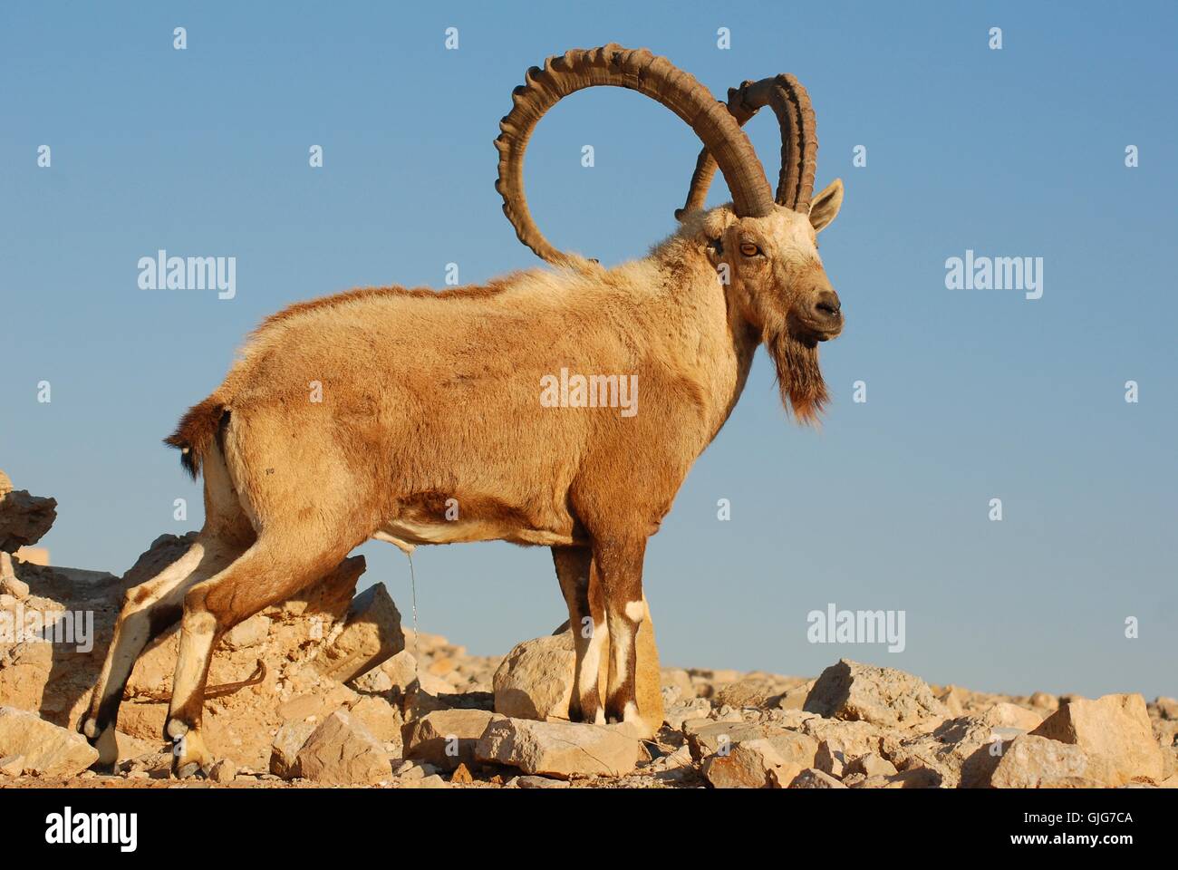 Portrait of animals hi-res stock photography and images - Alamy