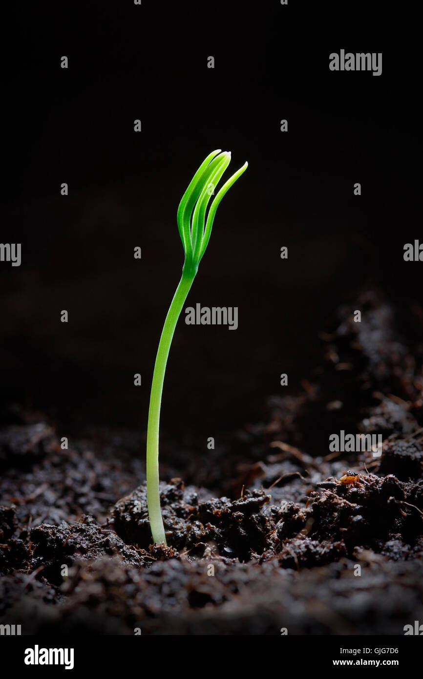 Life germ hi-res stock photography and images - Alamy