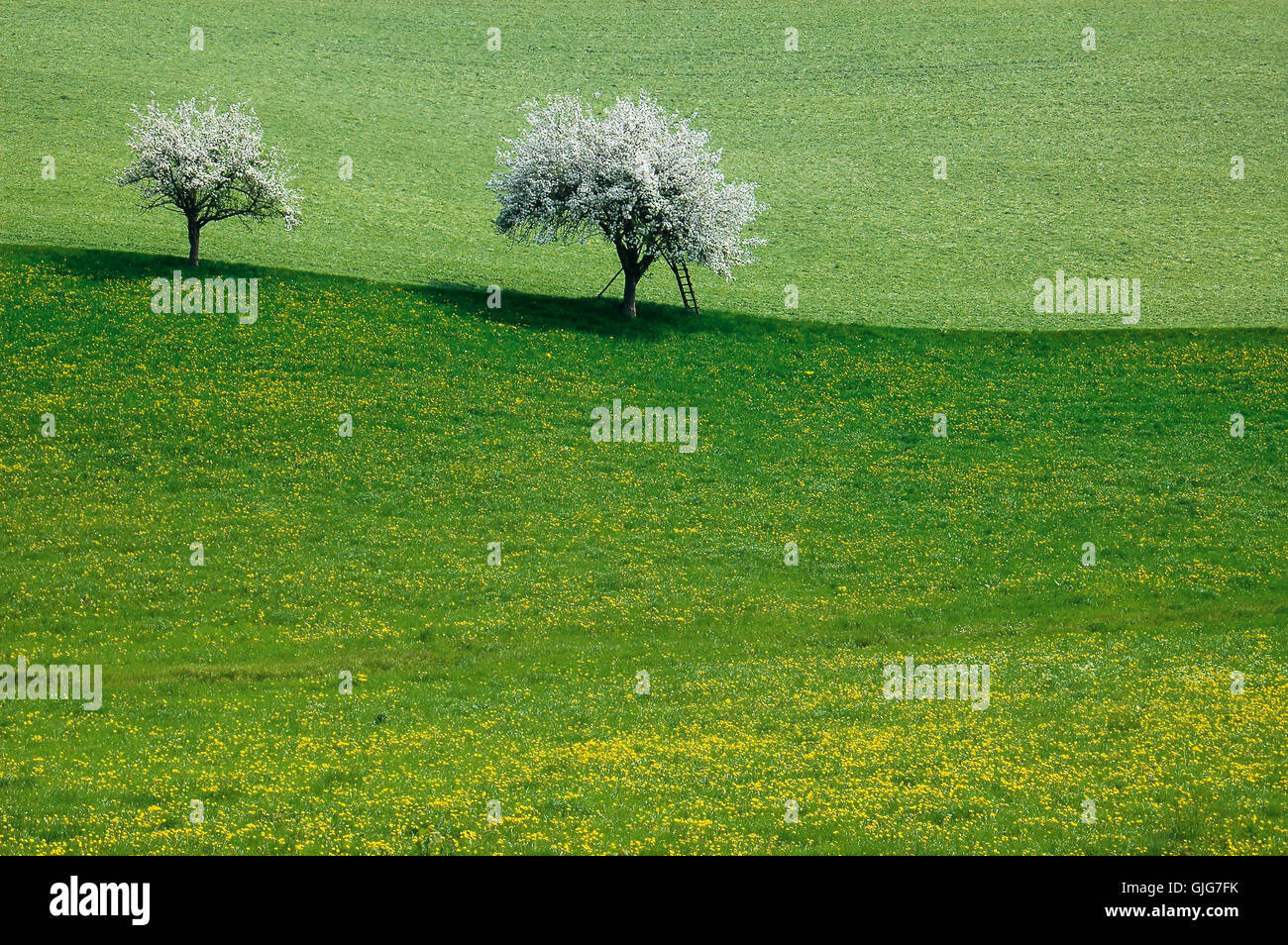 spring and cherry trees Stock Photo - Alamy