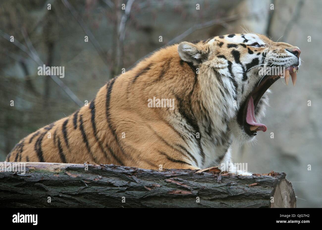 Katchen hi-res stock photography and images - Alamy