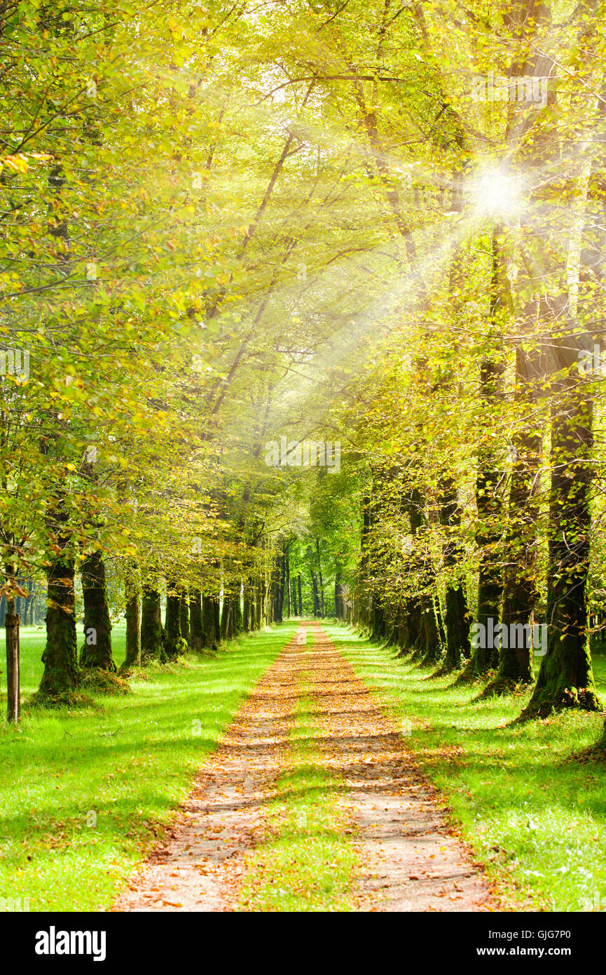 path with tree alley and sun rays Stock Photo - Alamy