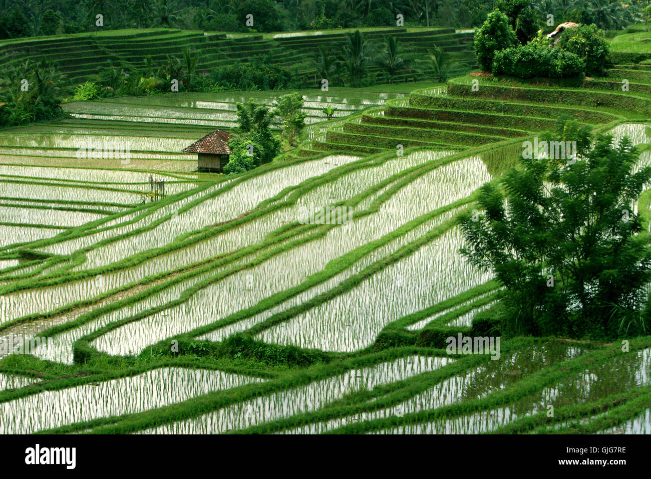 food aliment tree Stock Photo - Alamy