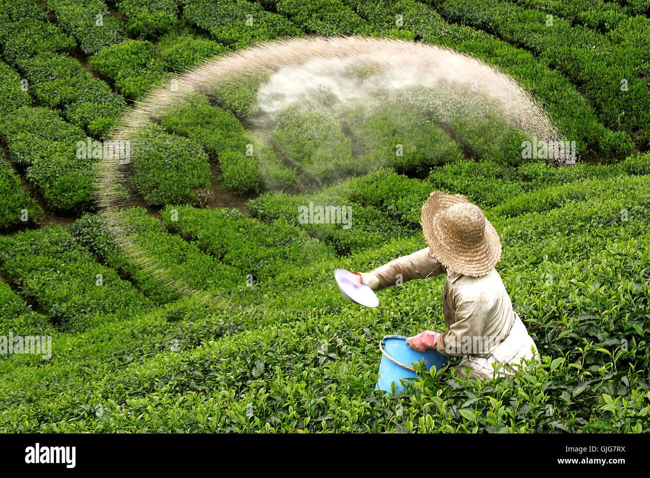 Scatters seed hi-res stock photography and images - Alamy