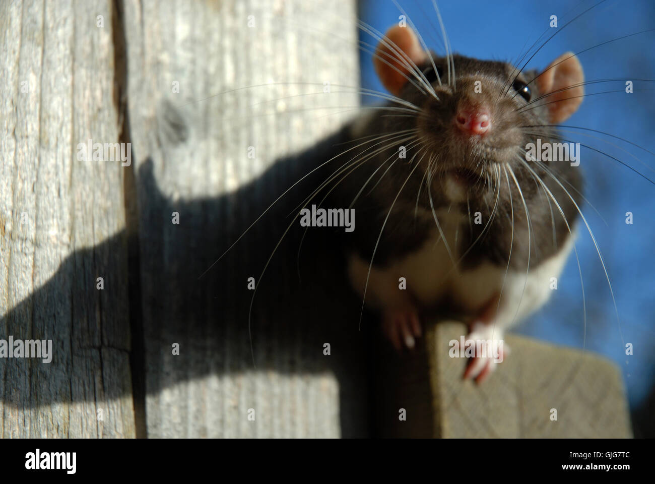 animal pet curious Stock Photo - Alamy