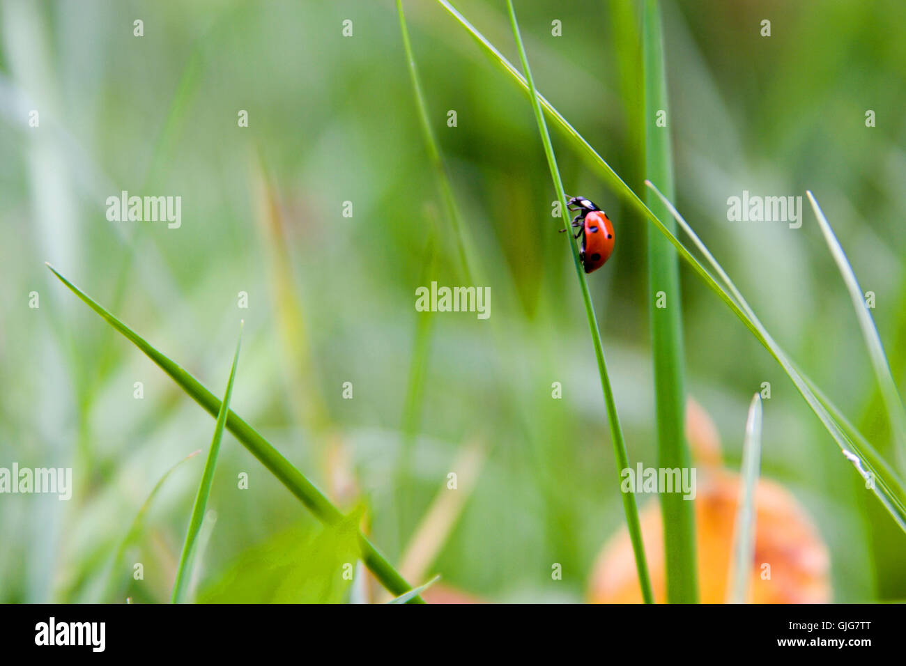 a ladybug on the way up Stock Photo - Alamy