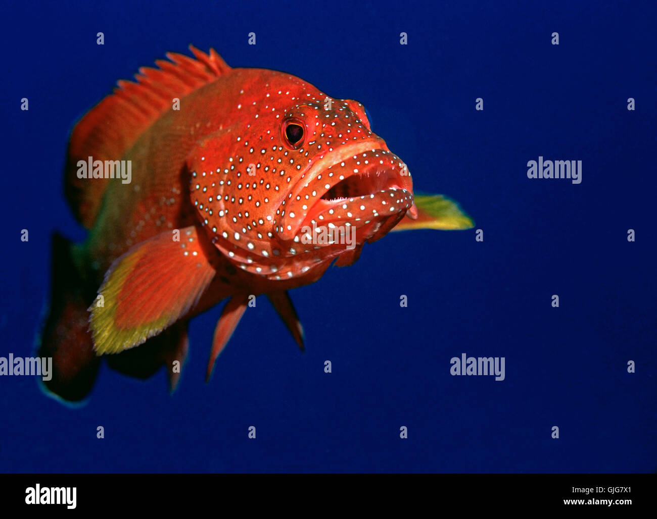 Grouper mouth hi-res stock photography and images - Alamy