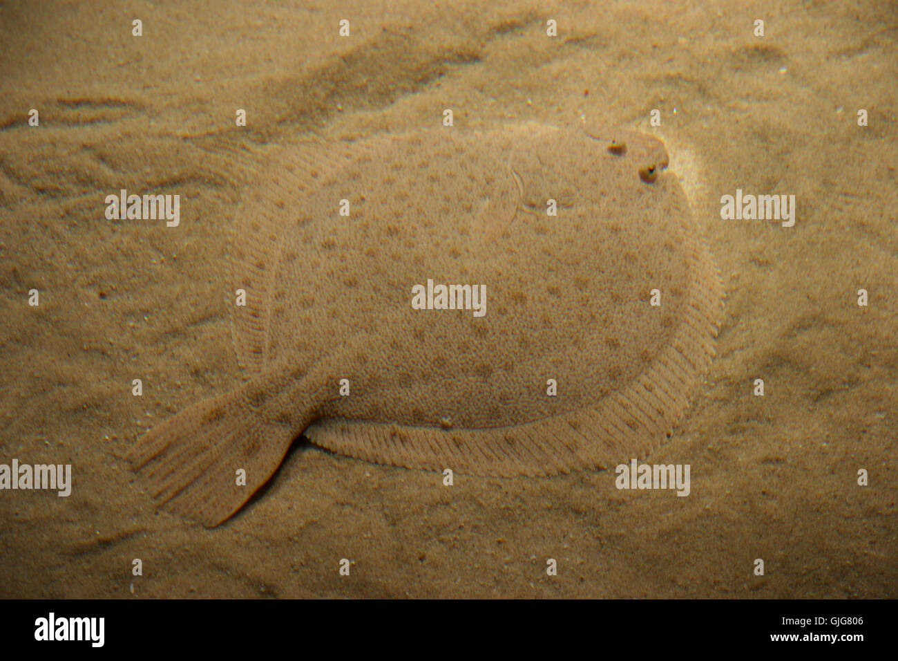 fish invisible hide Stock Photo - Alamy