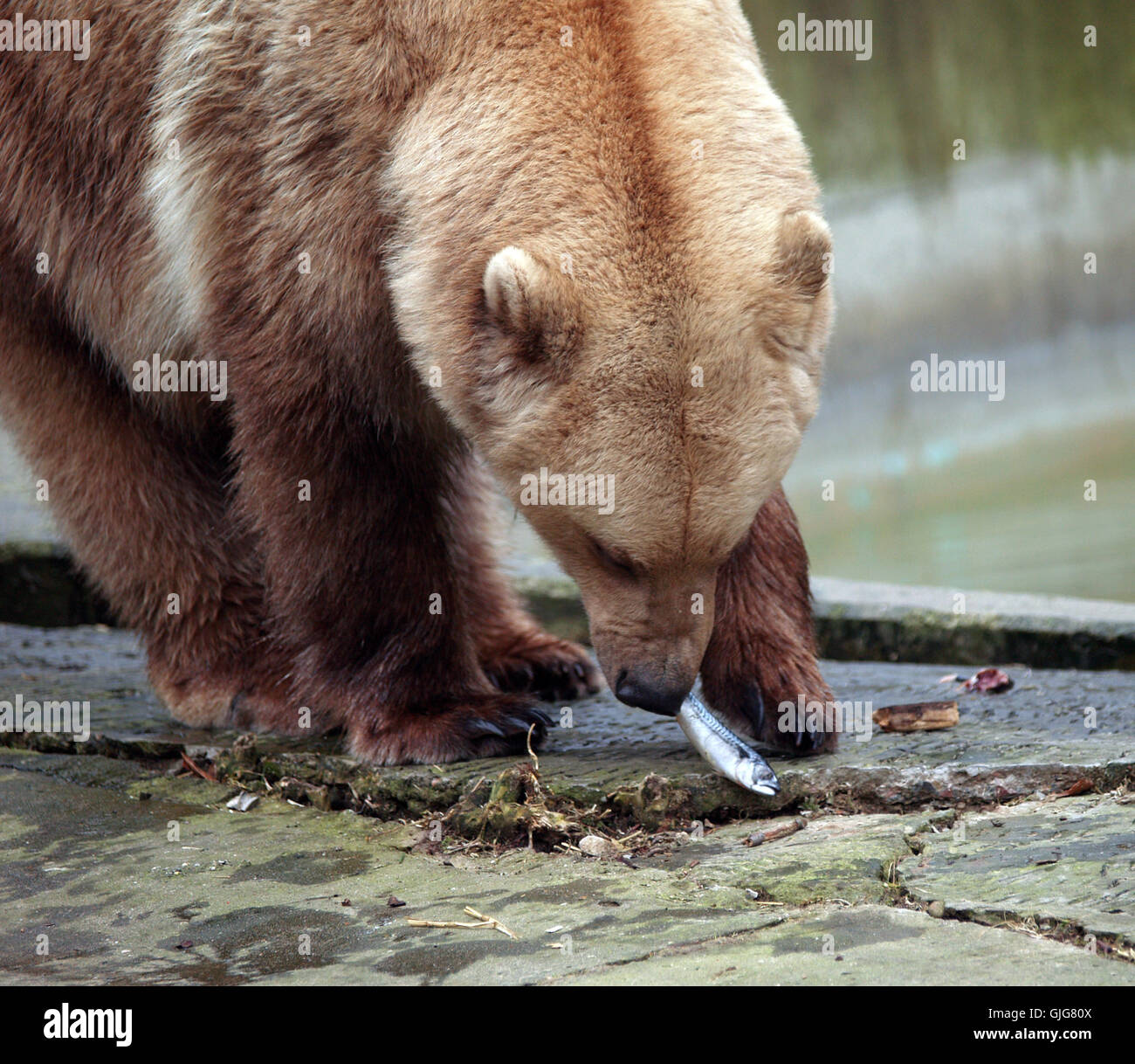 bear hunger skin Stock Photo - Alamy