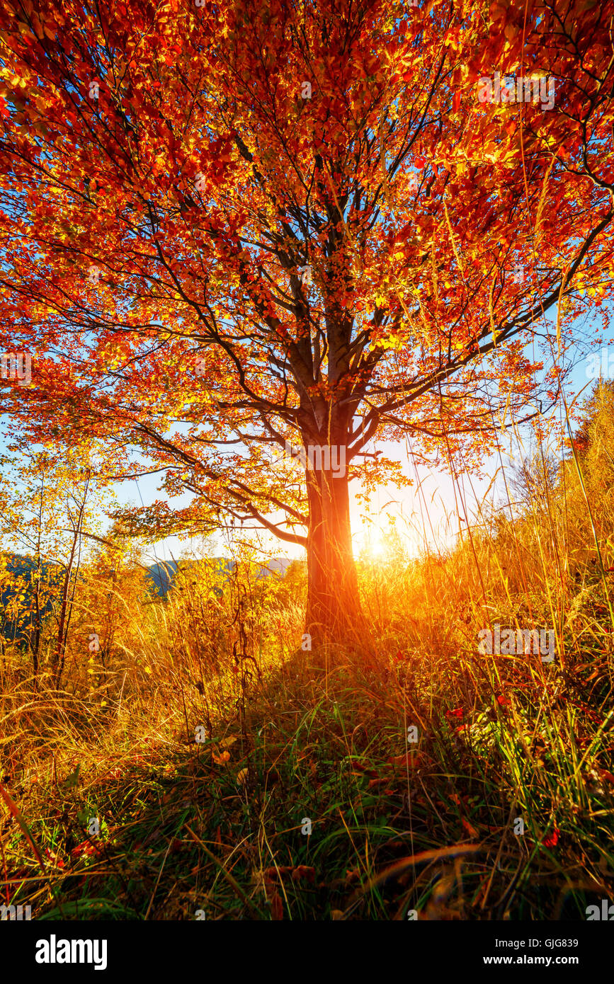 Majestic beech tree with sunny beams at mountain valley. Dramatic ...