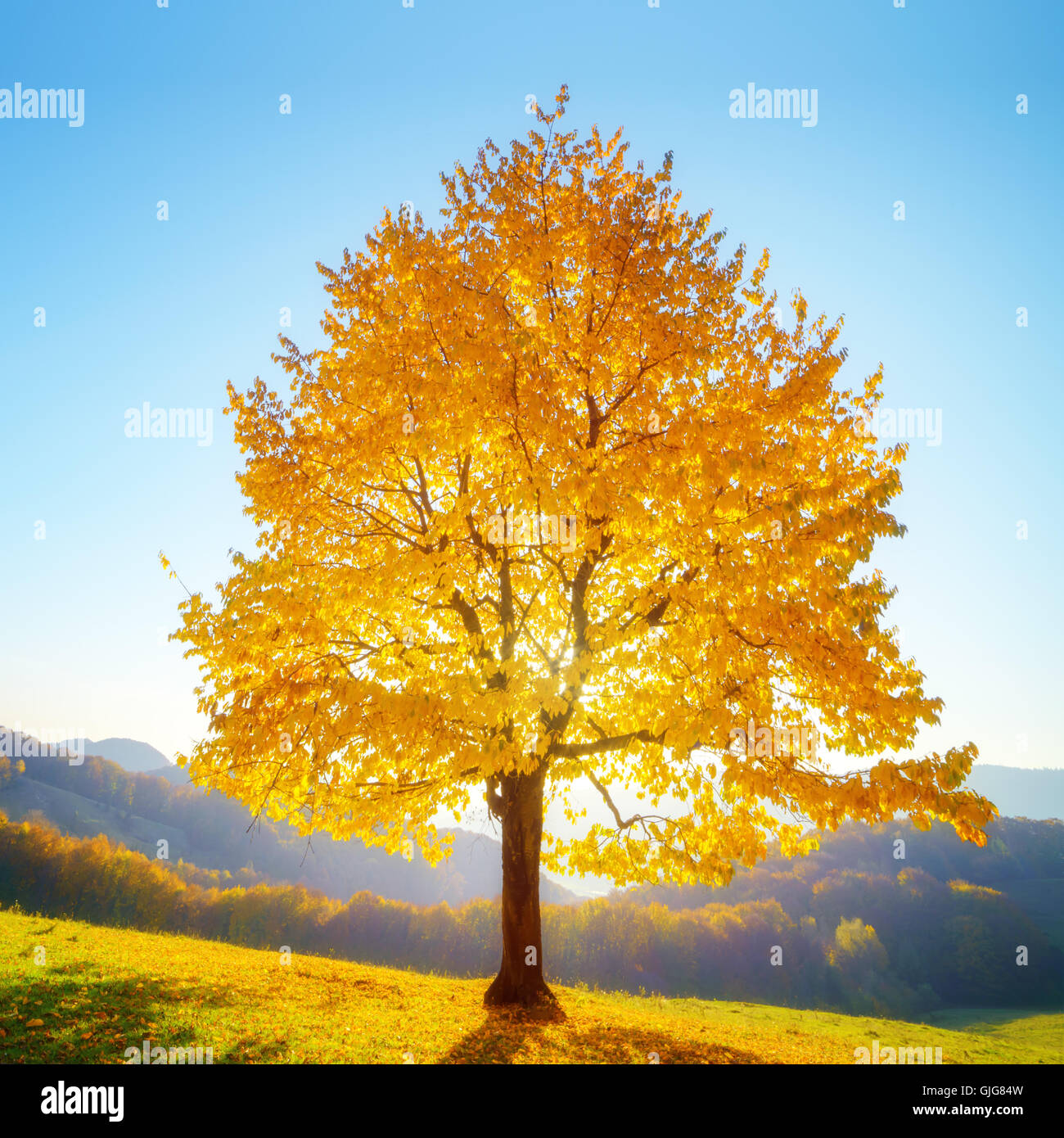 Majestic beech tree with sunny beams at mountain valley. Dramatic ...