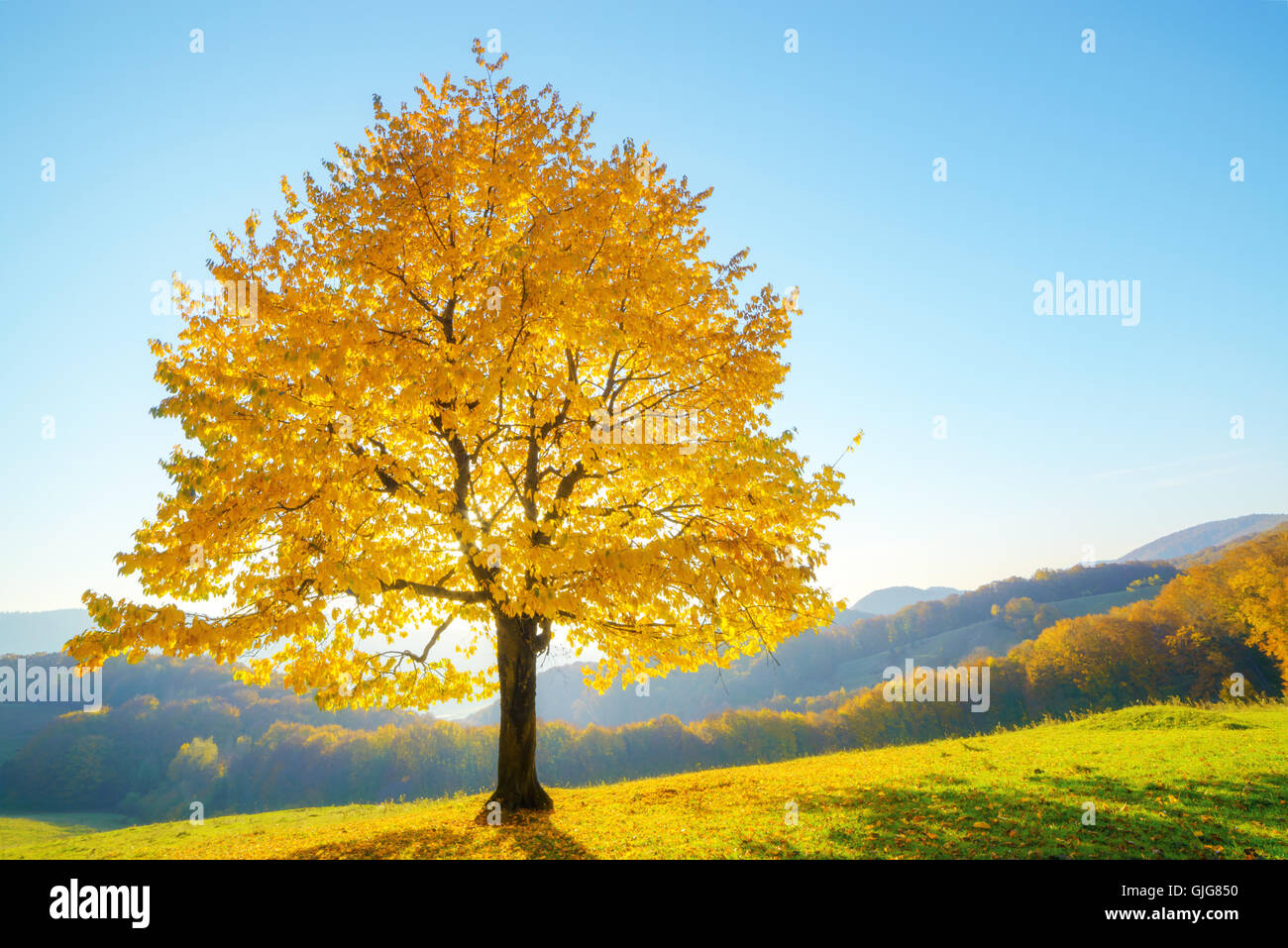 Majestic beech tree with sunny beams at mountain valley. Dramatic ...