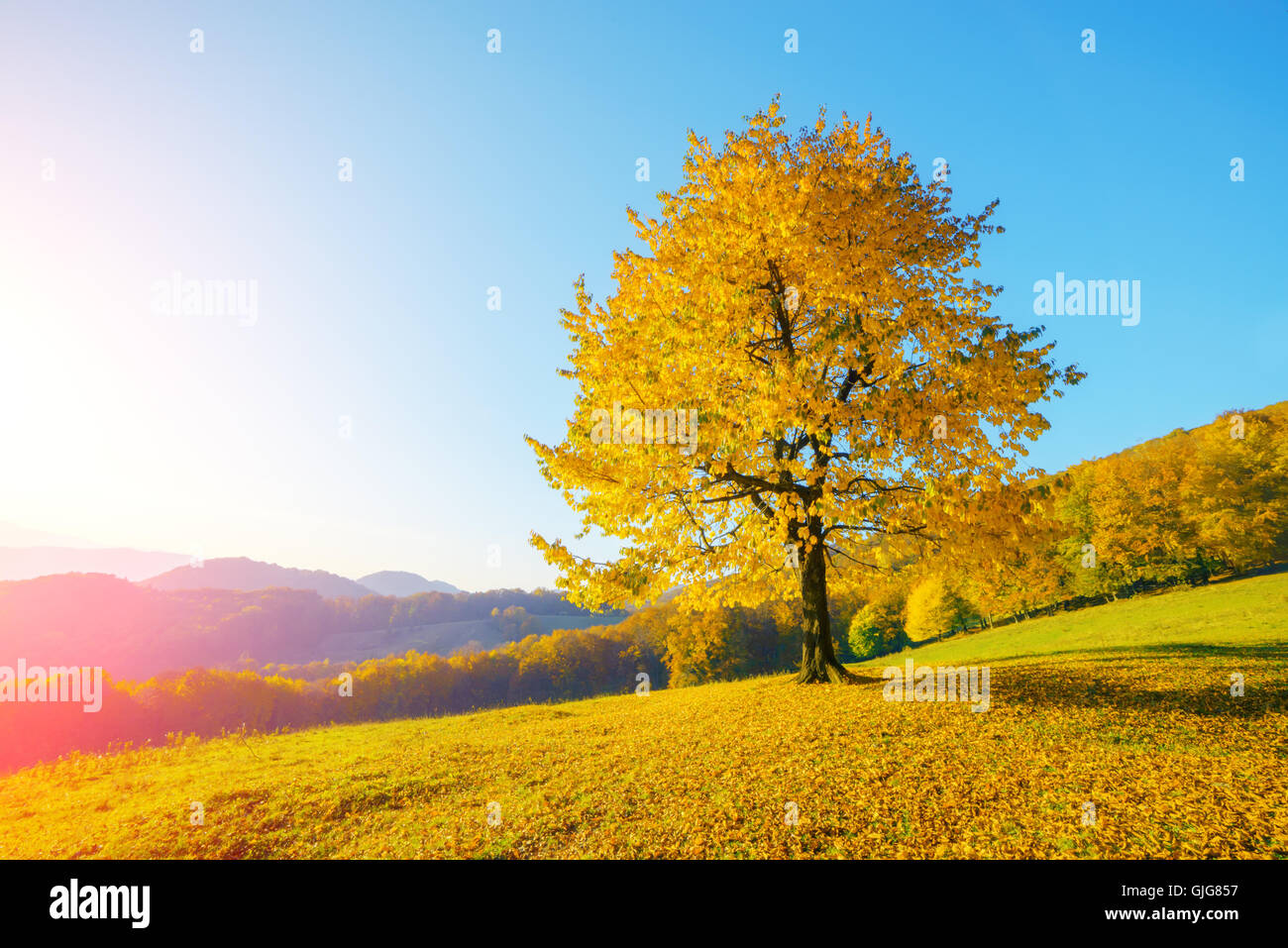 Majestic beech tree with sunny beams at mountain valley. Dramatic ...