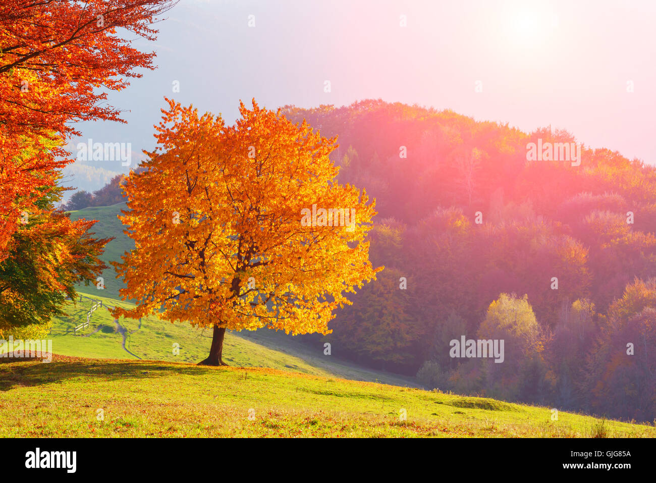 Majestic beech tree with sunny beams at mountain valley. Dramatic ...