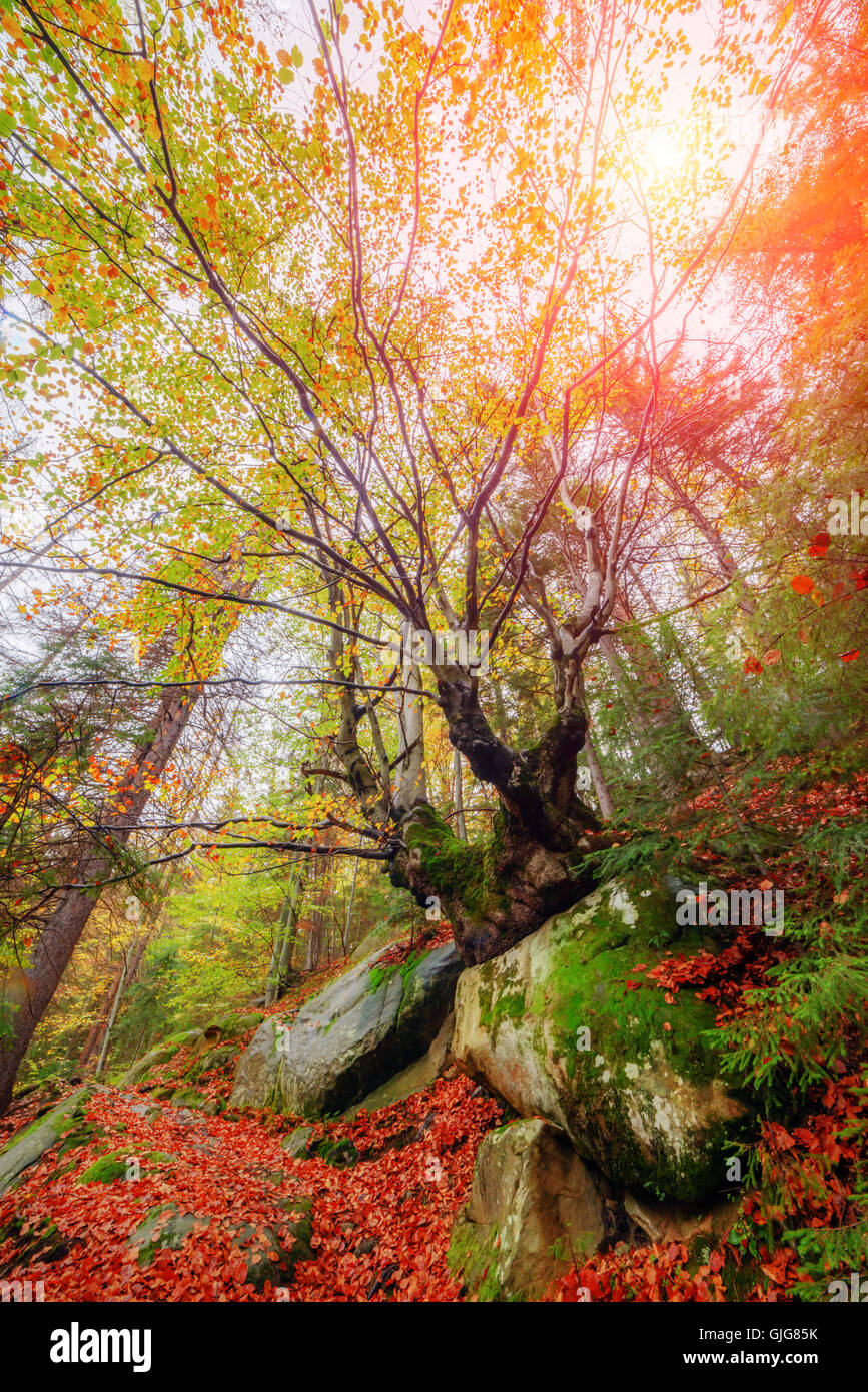 Majestic beech tree with sunny beams at autumn forest. Dramatic ...