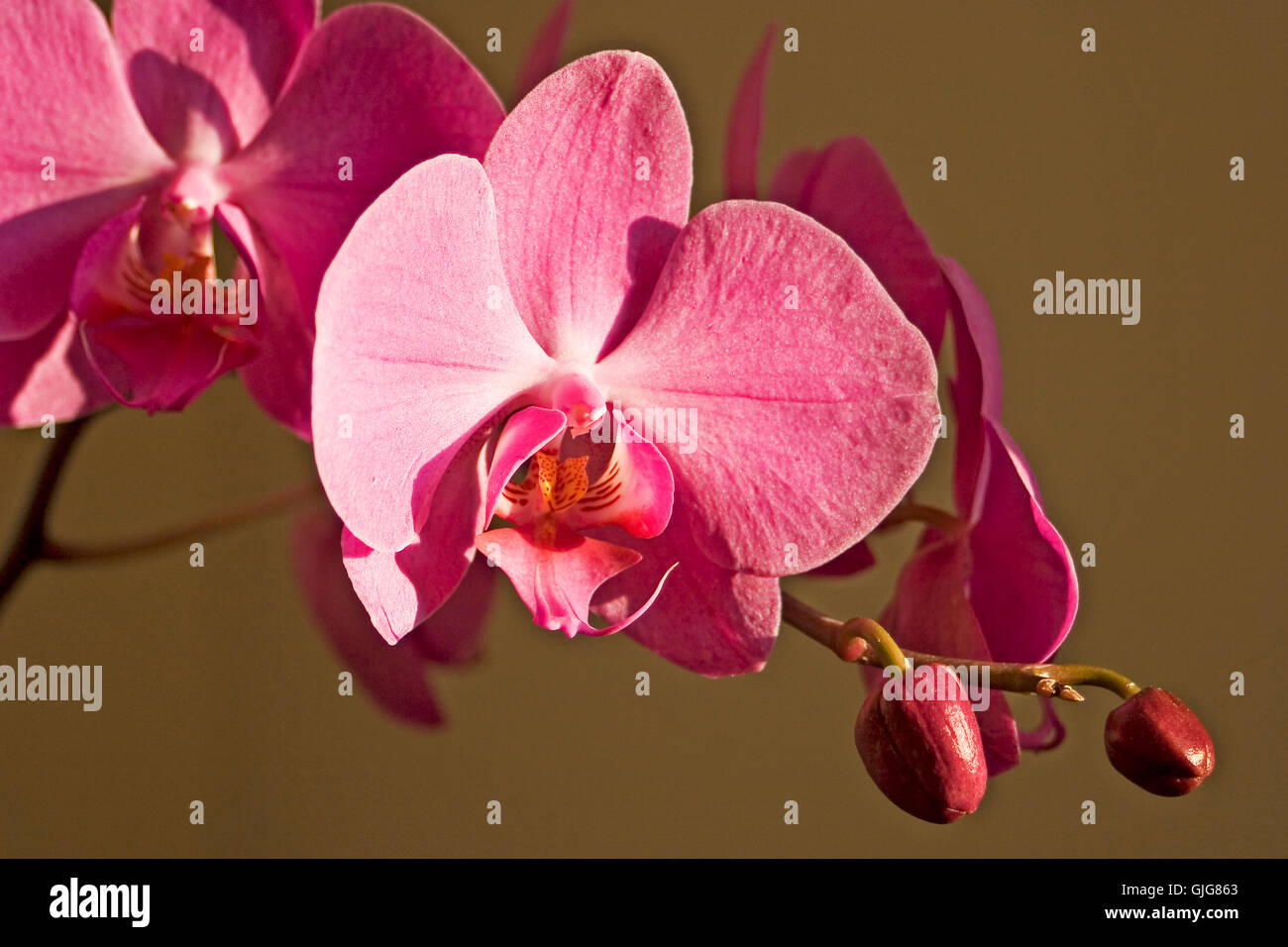 Philippine flowers hi-res stock photography and images - Alamy