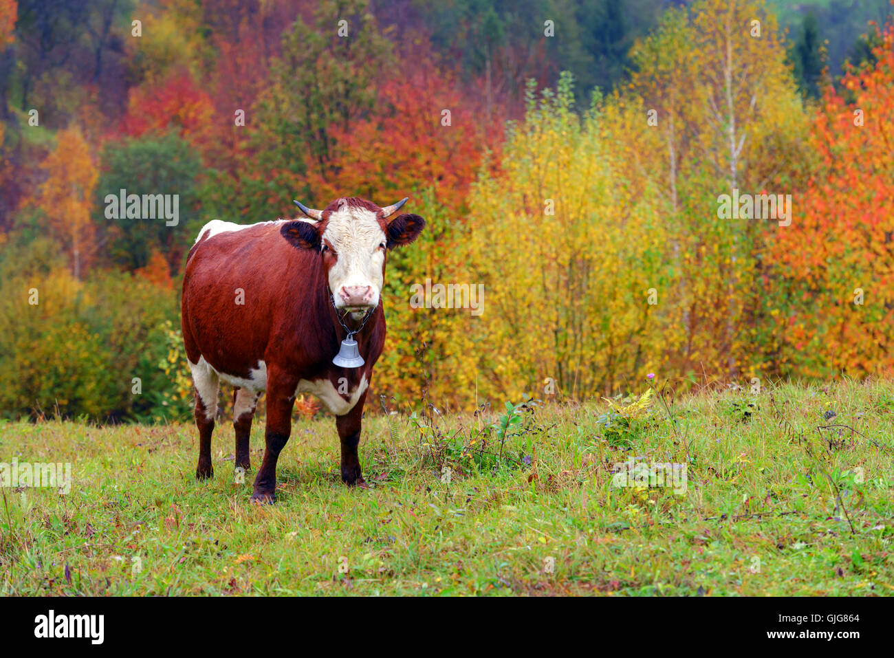 Autumn farm grass hi-res stock photography and images - Alamy