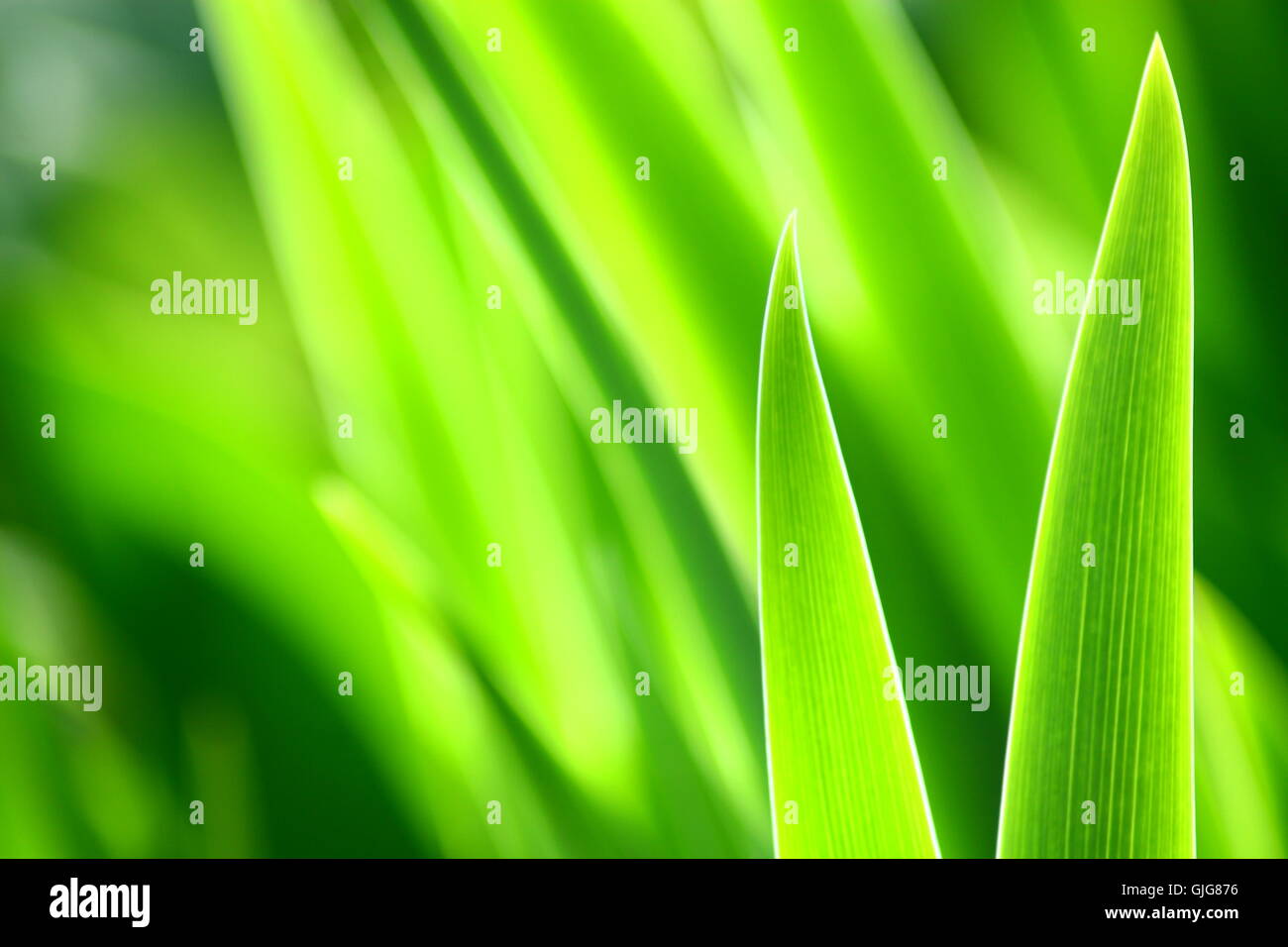 Rayed background hi-res stock photography and images - Alamy