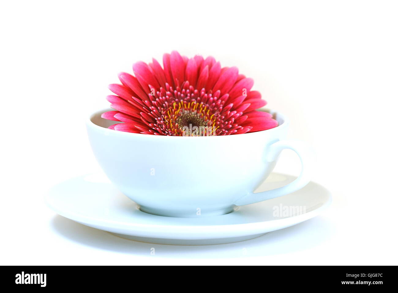 still life macro close-up Stock Photo - Alamy