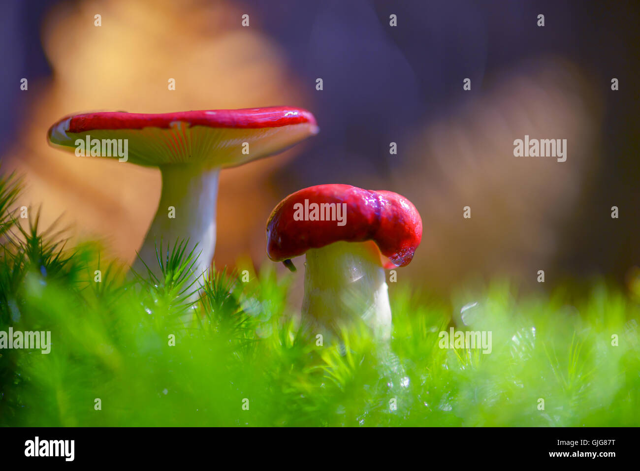 mushroom in forest close up Stock Photo - Alamy