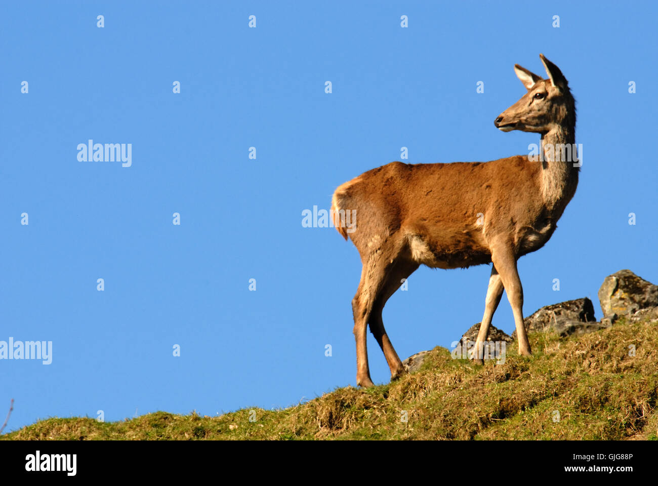 mammal wild alps Stock Photo - Alamy