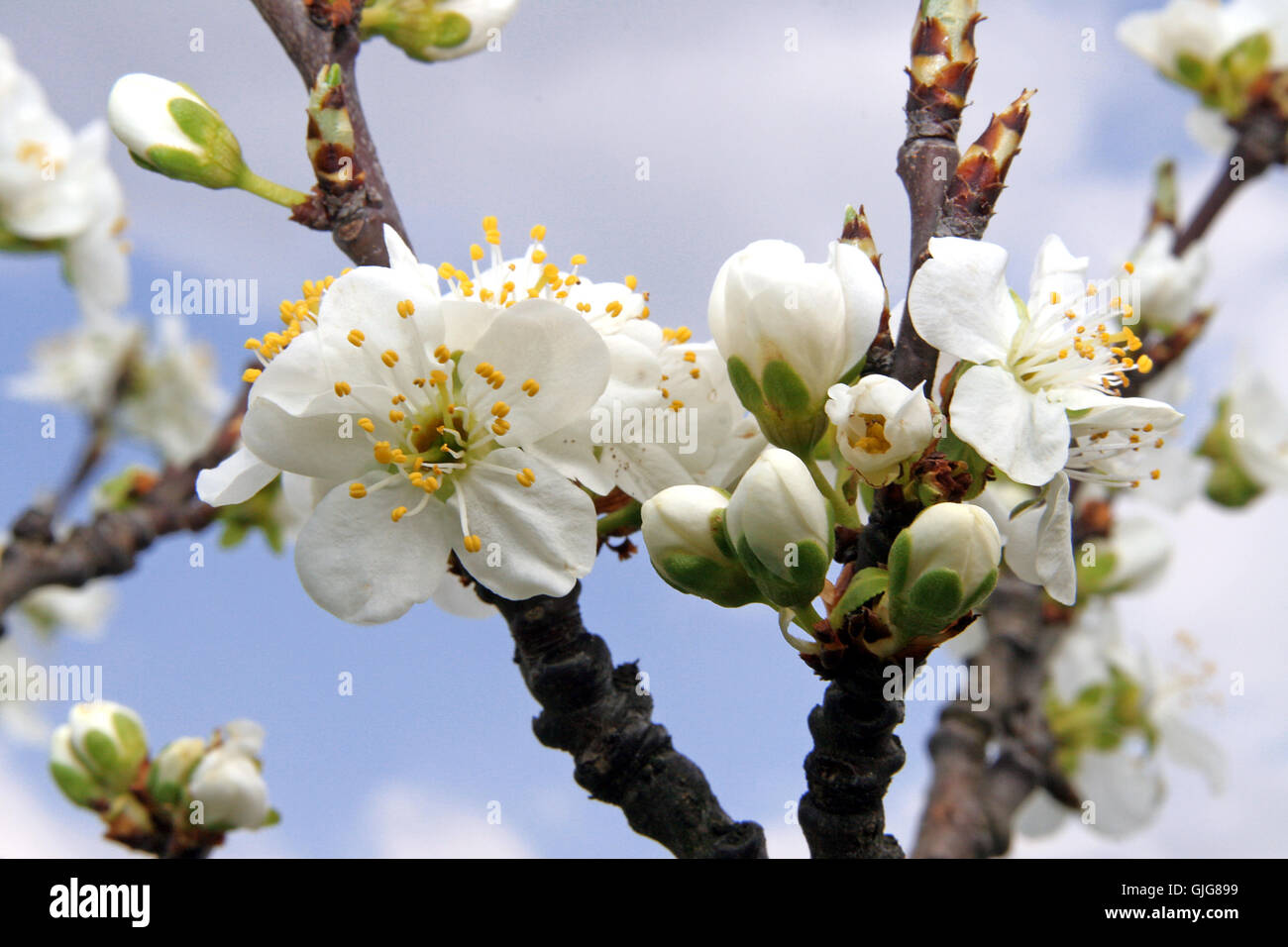 blue tree trees Stock Photo - Alamy