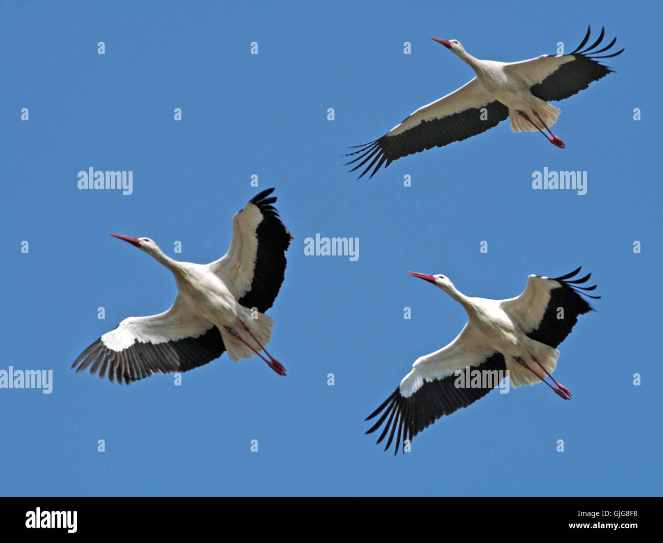 flight bird birds Stock Photo - Alamy