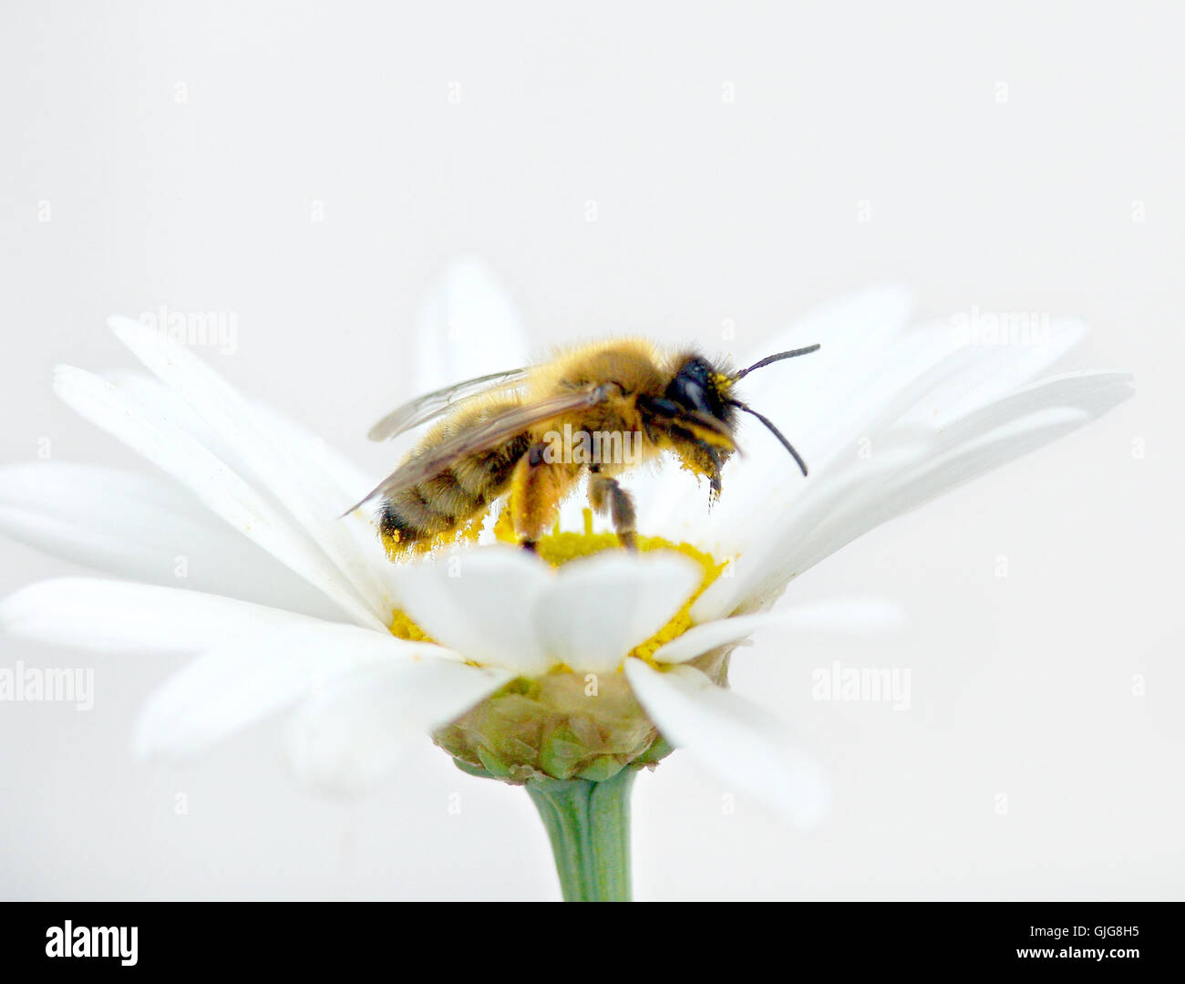 bee pollen full Stock Photo - Alamy