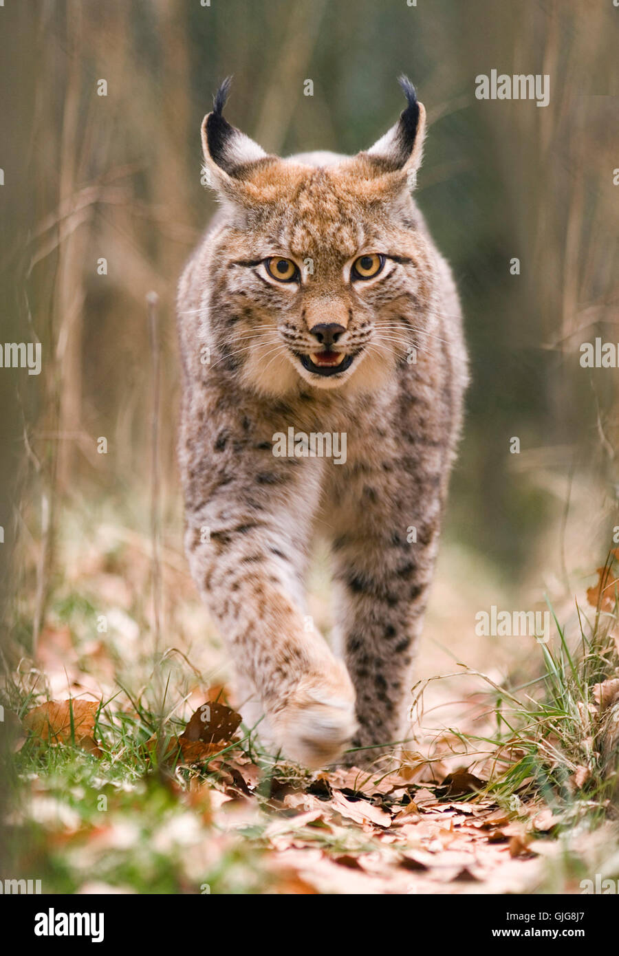 Lynx animal hi-res stock photography and images - Alamy