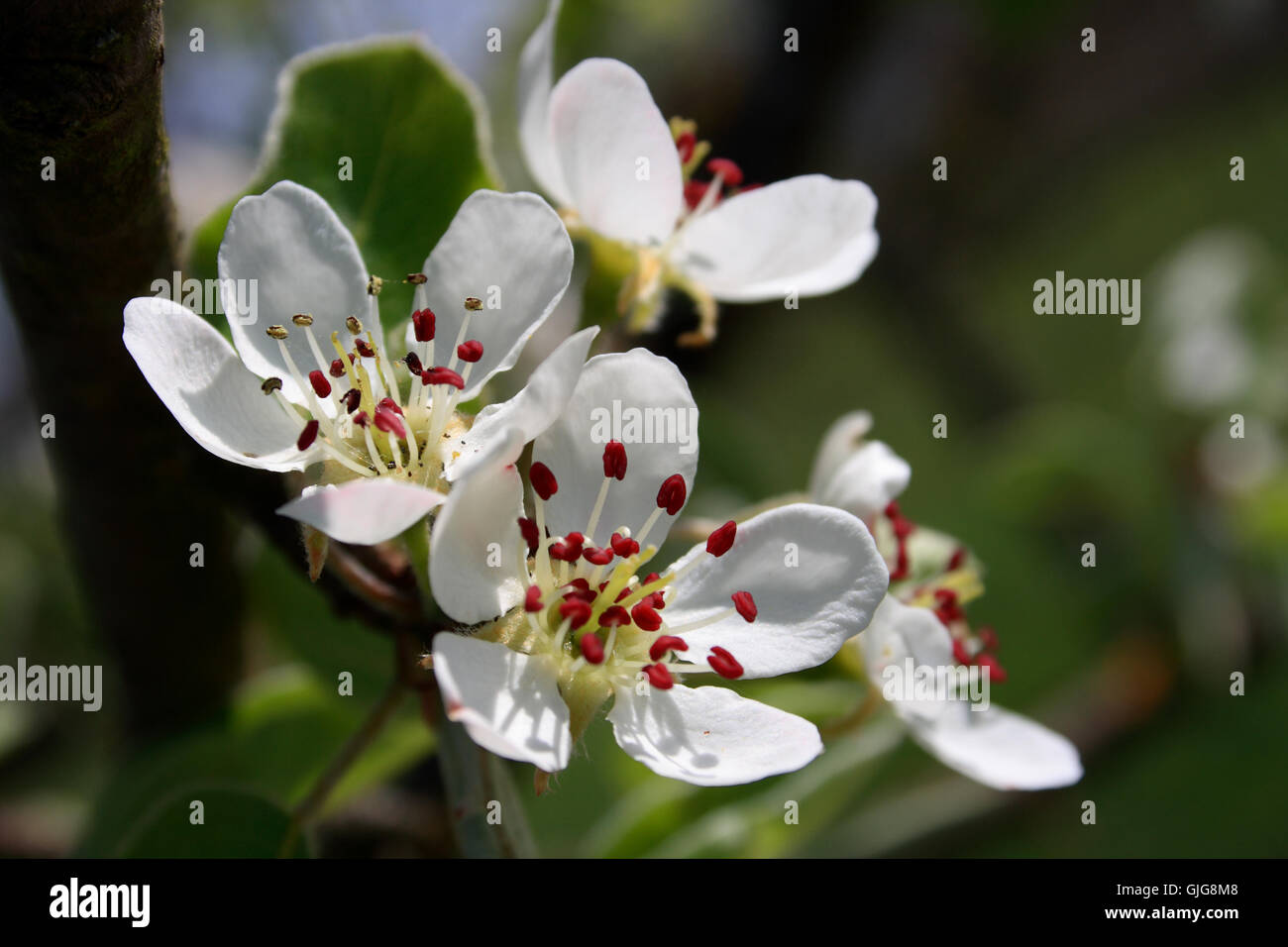blue tree bloom Stock Photo - Alamy