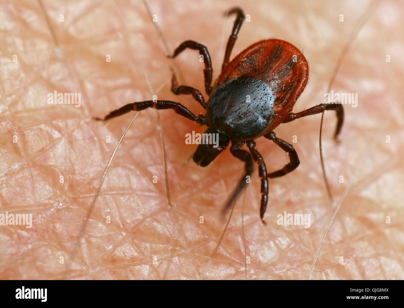 insect parasite blood-sucker Stock Photo - Alamy