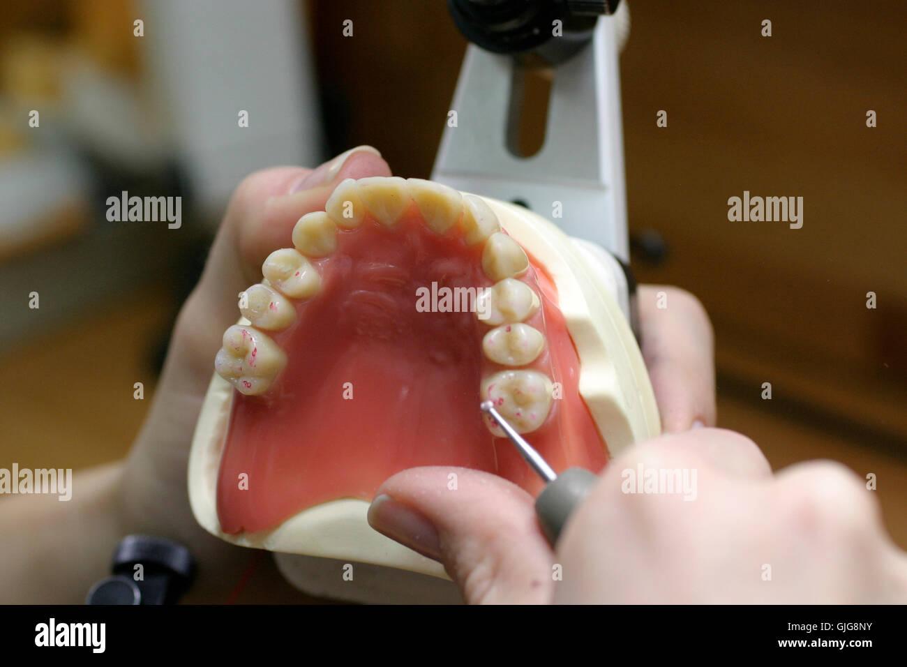 tooth model of an upper jaw Stock Photo - Alamy