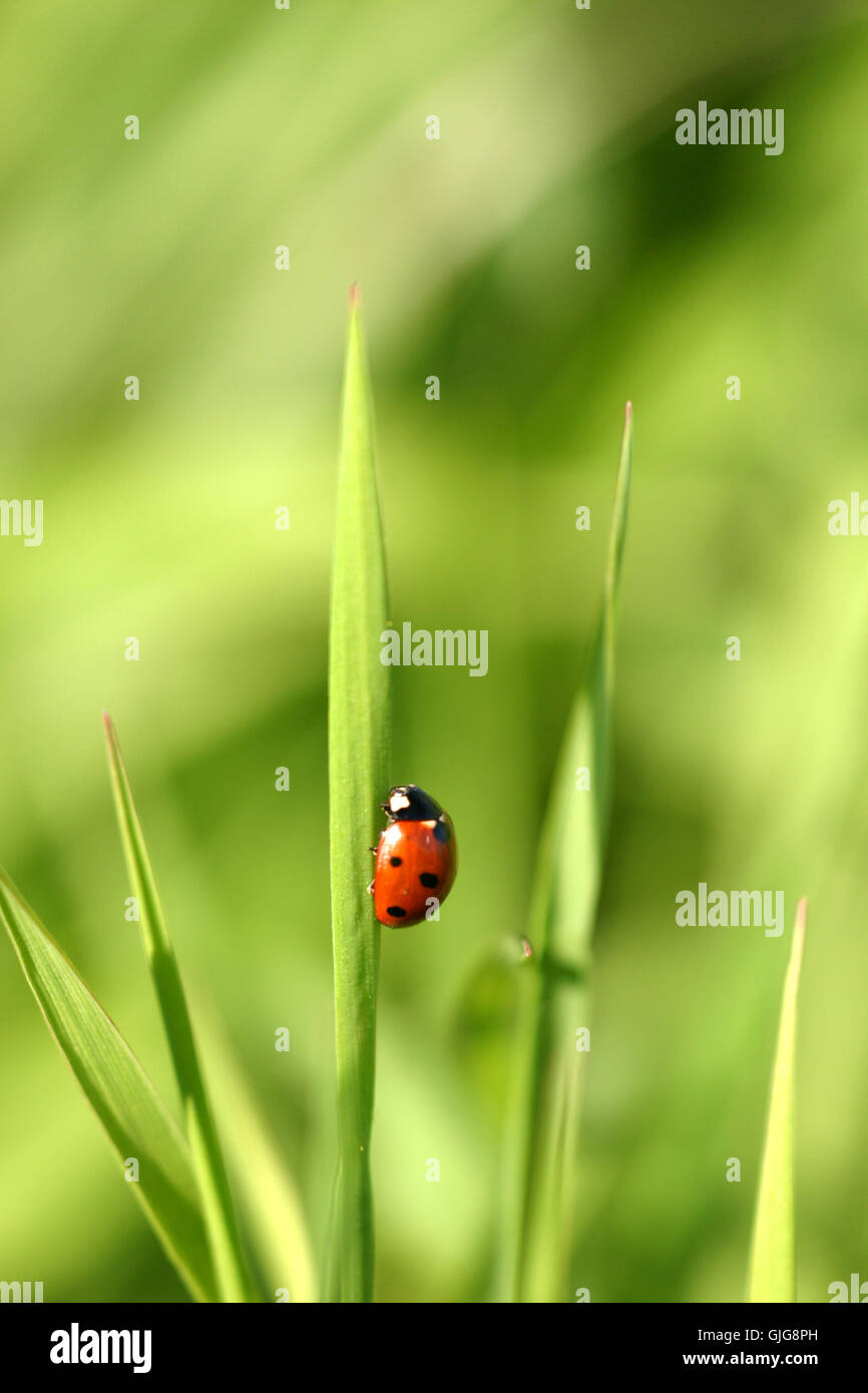 Ladybird macro hi-res stock photography and images - Alamy