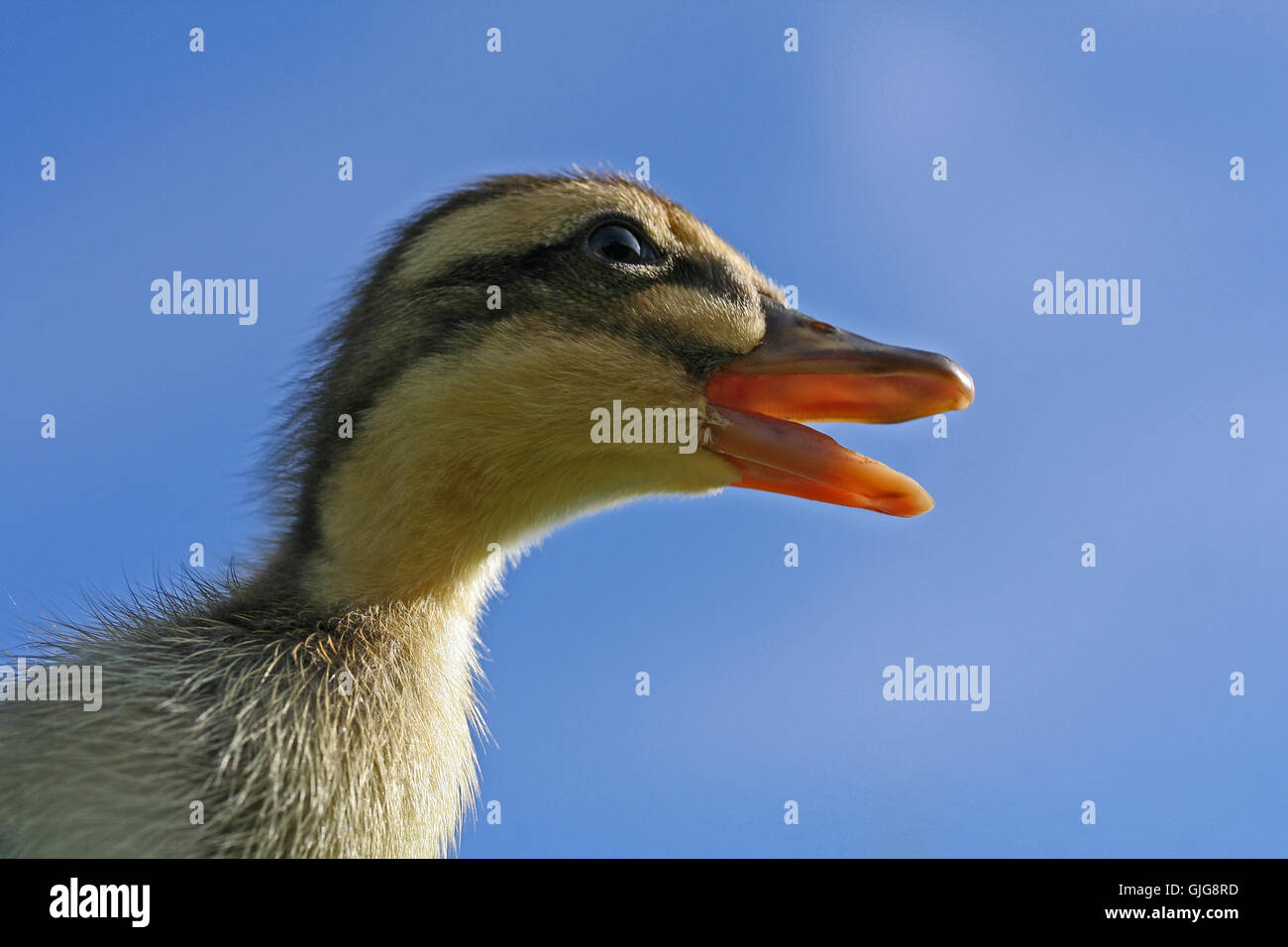 Jungente hi-res stock photography and images - Alamy