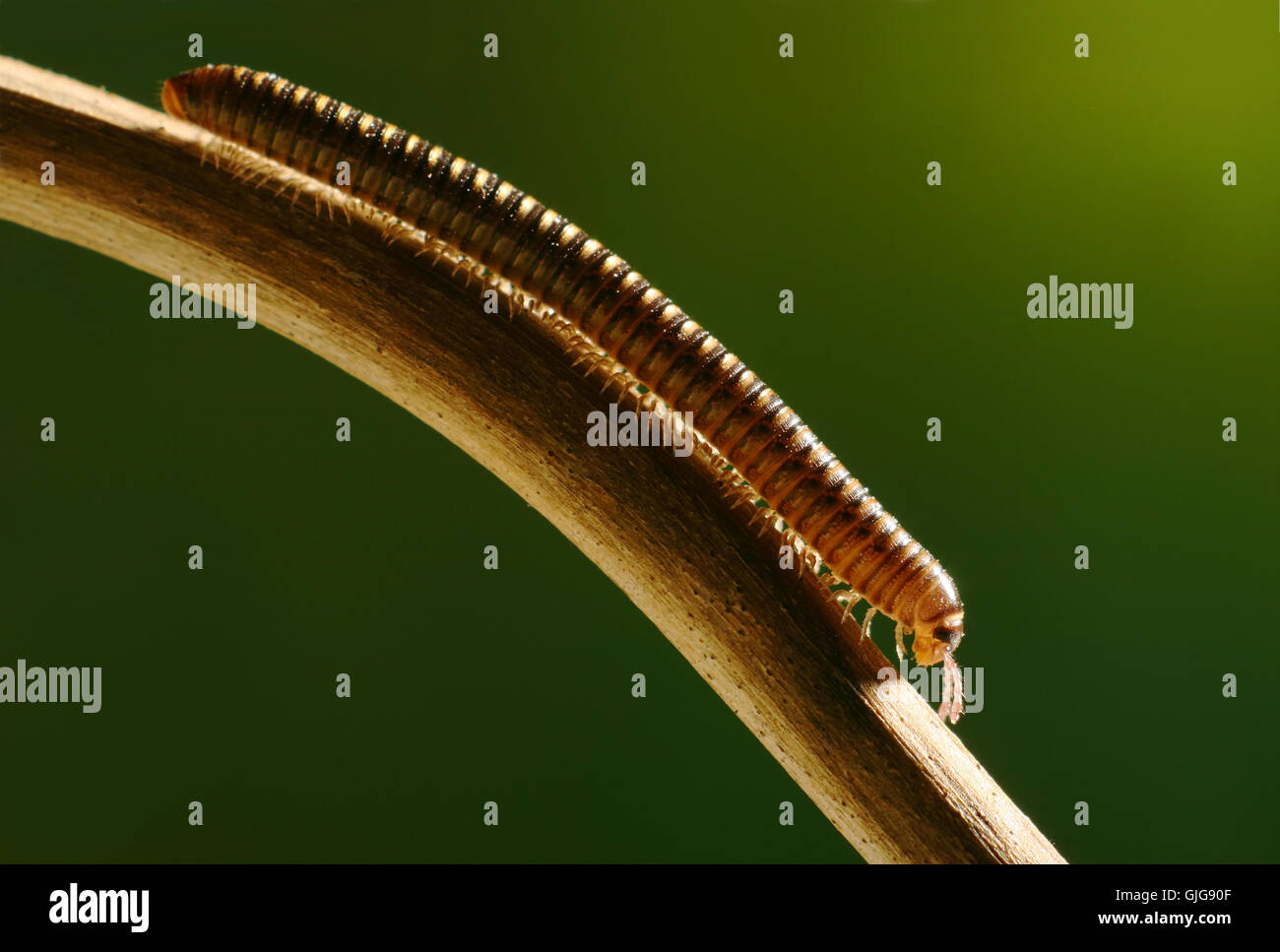 Thousand legs hi-res stock photography and images - Alamy